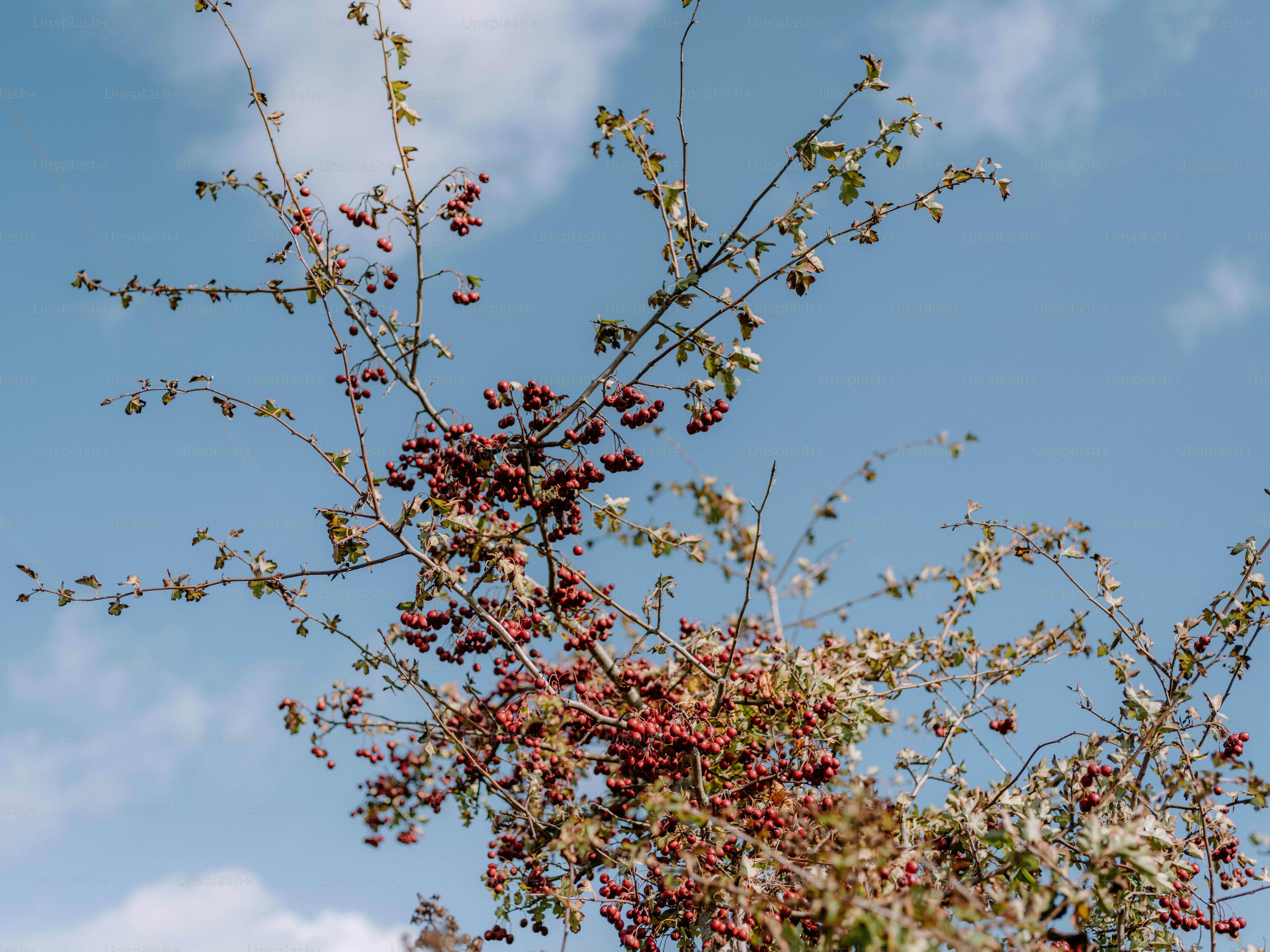 Branches with red berries against a blue sky photo – Autumn Image on ...