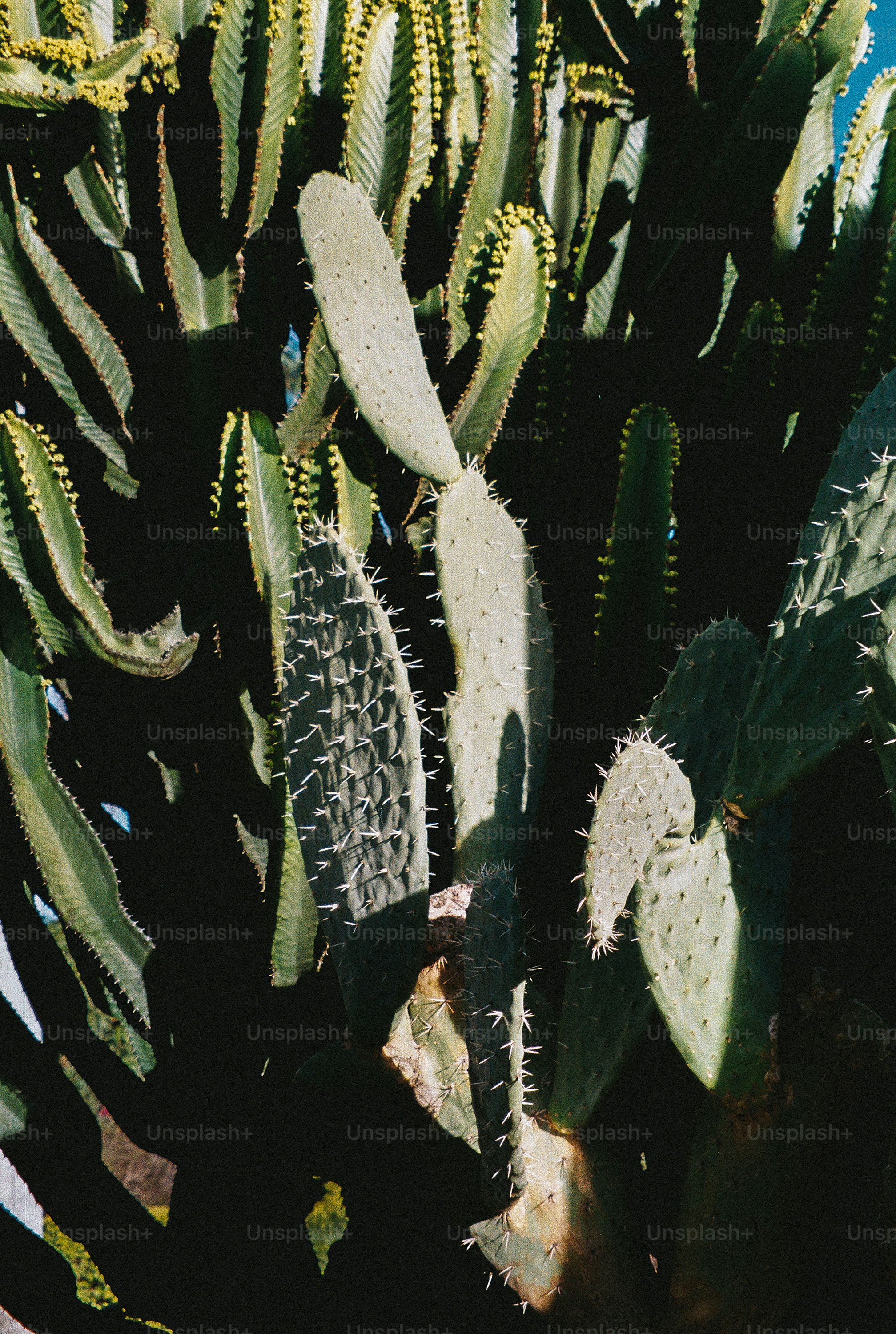 Close-up of prickly pear cactus pads and euphorbia plants. photo – Film ...