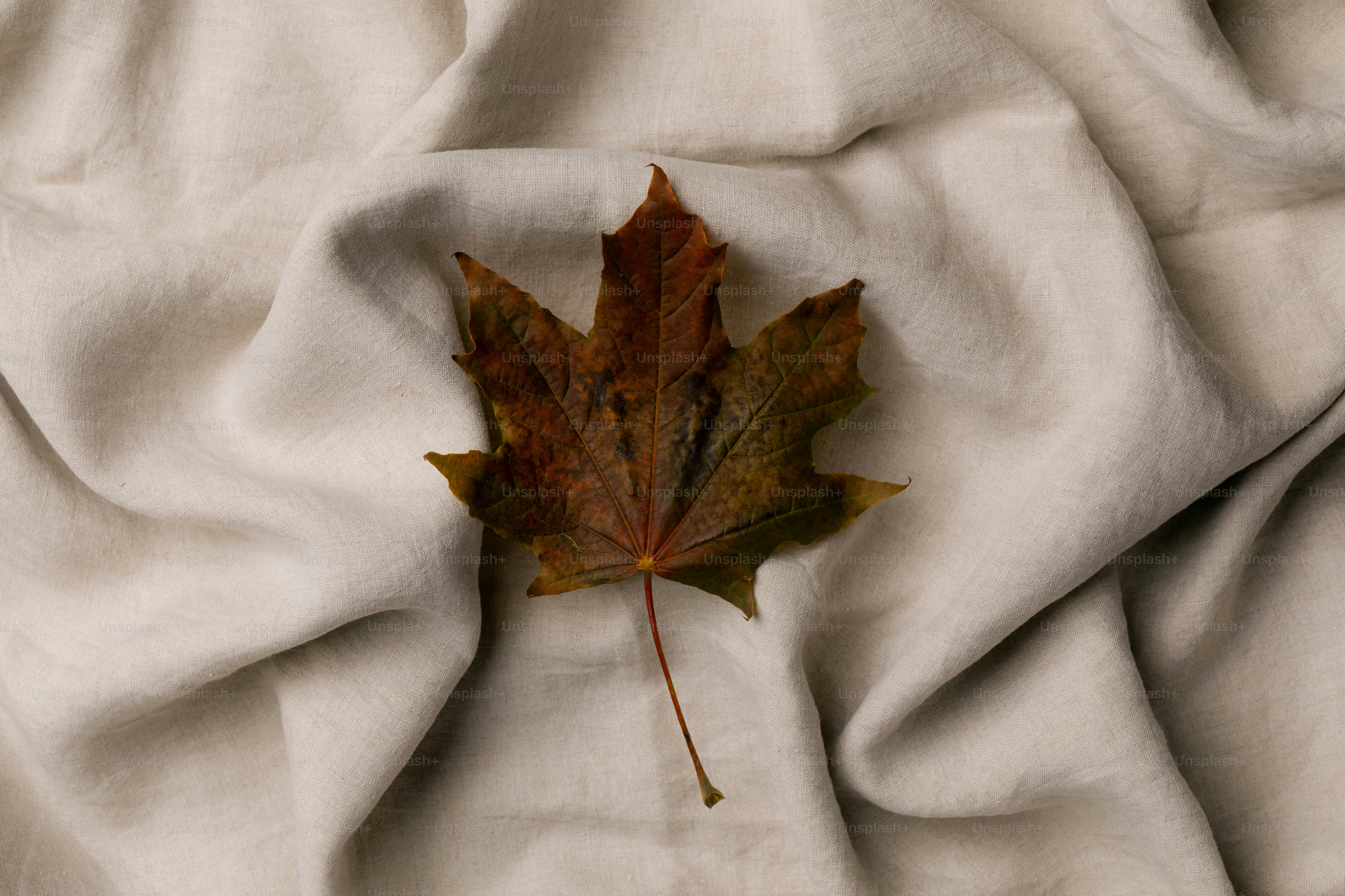 A single autumn leaf rests on draped fabric photo – Autumn Image on ...