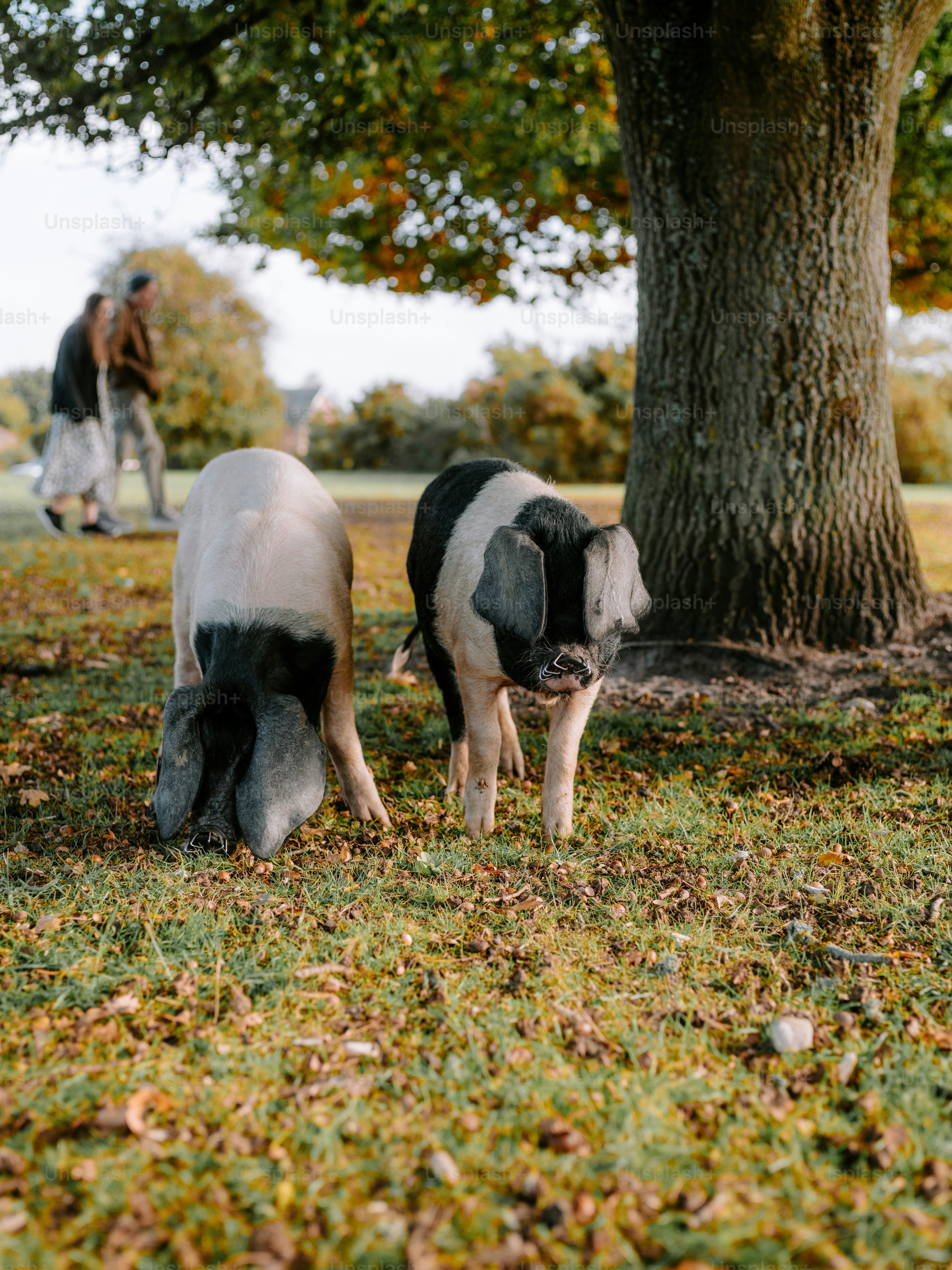 Two pigs grazing in a grassy field under a tree photo – Animal Image on ...
