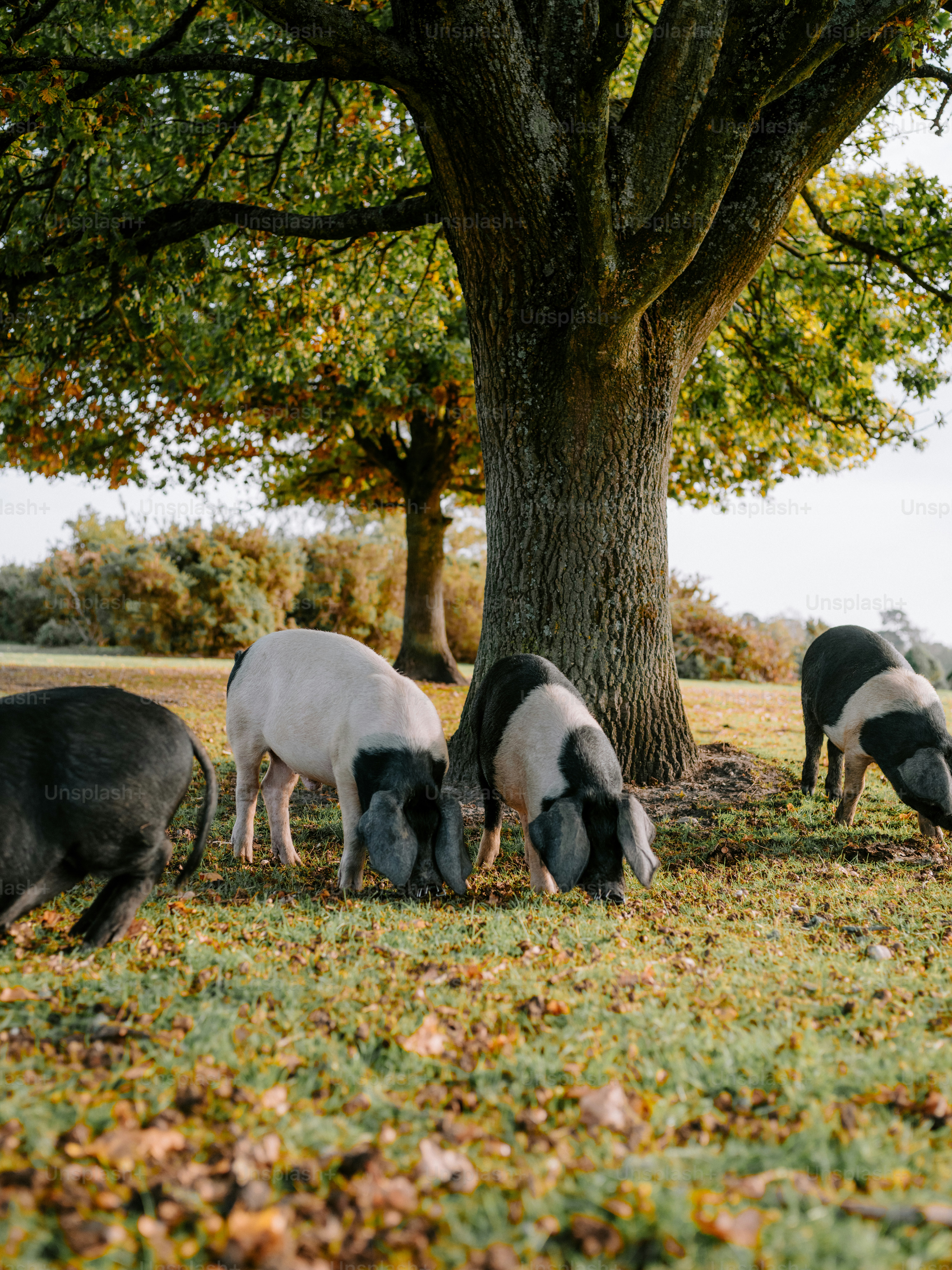 Two pigs grazing in a grassy field under a tree photo – Animal Image on ...