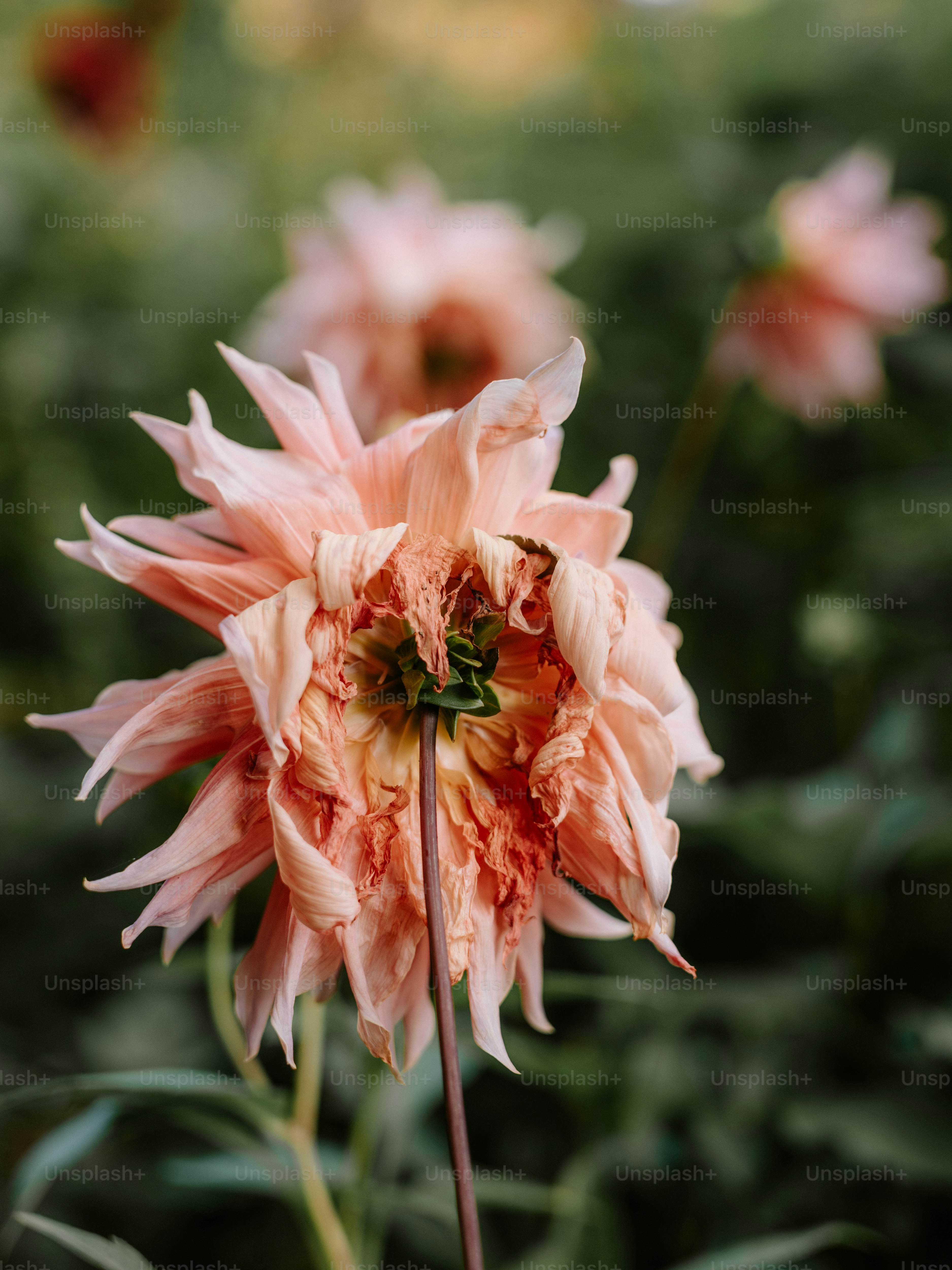 Falling Flower Pictures | Download Free Images on Unsplash