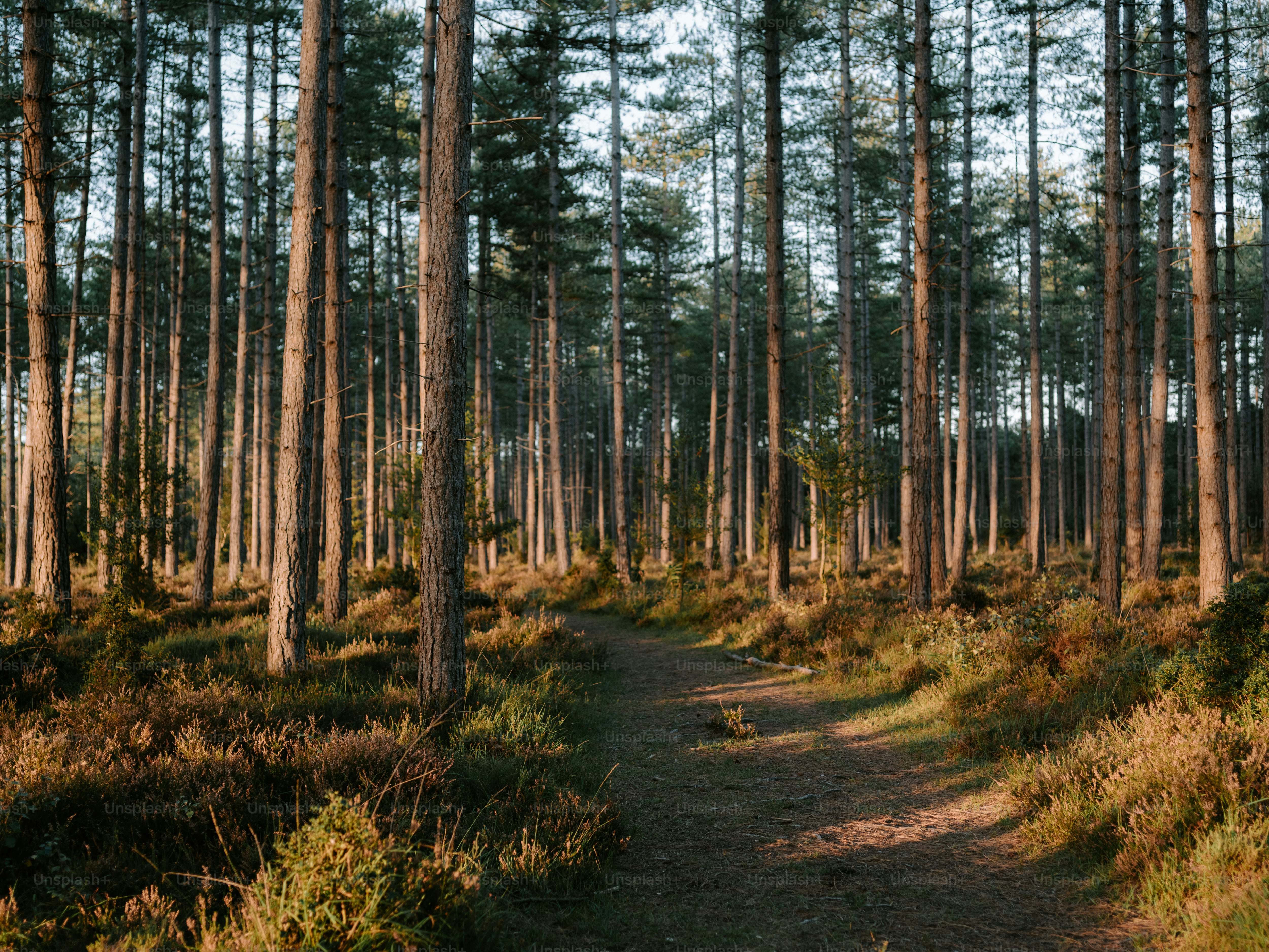 Un chemin à travers une forêt de pins ensoleillée photo – Image de ...