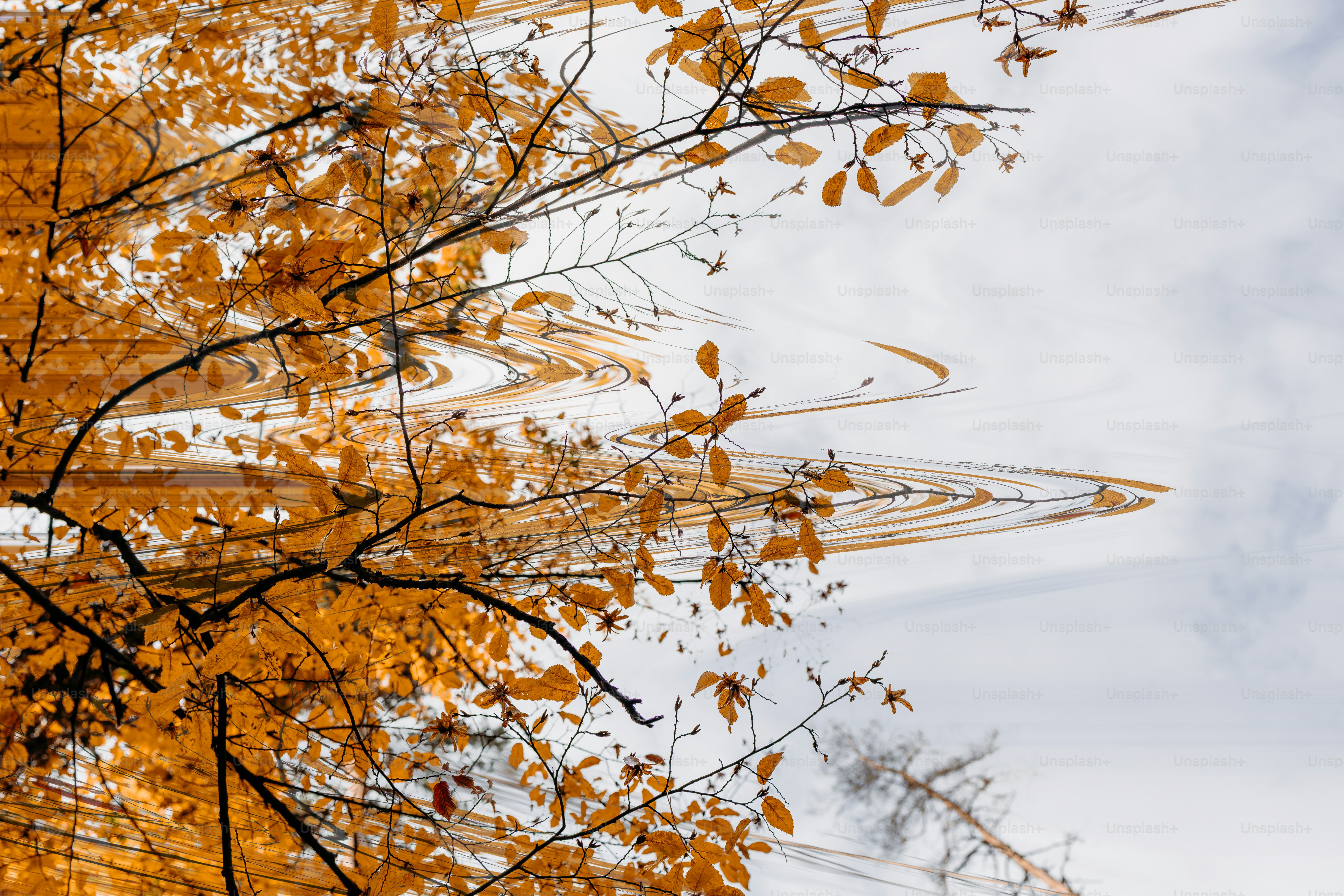 Autumn leaves on branches against a cloudy sky. photo – Wallpaper Image ...