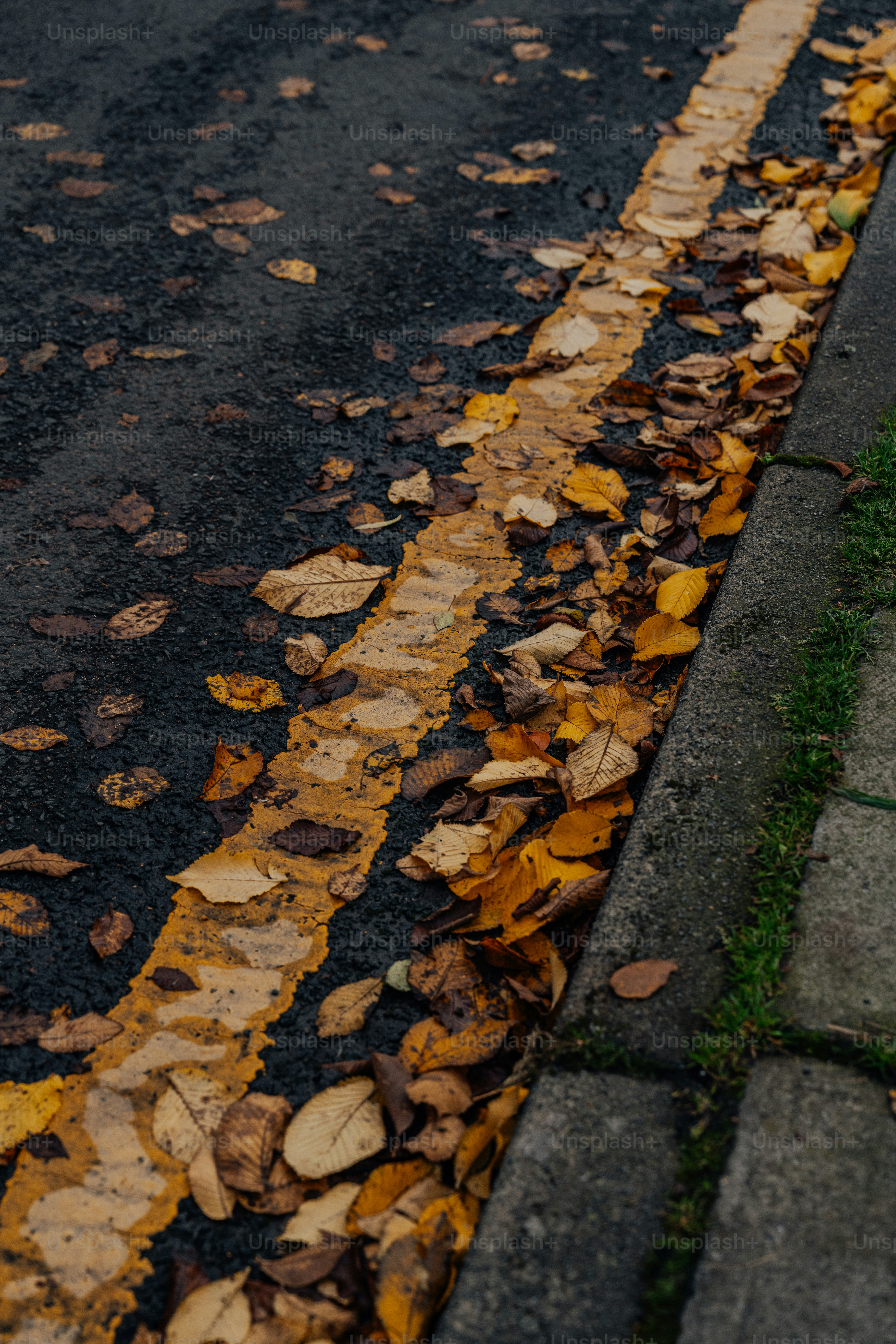 Fallen autumn leaves line a double yellow line. photo – Texture Image ...