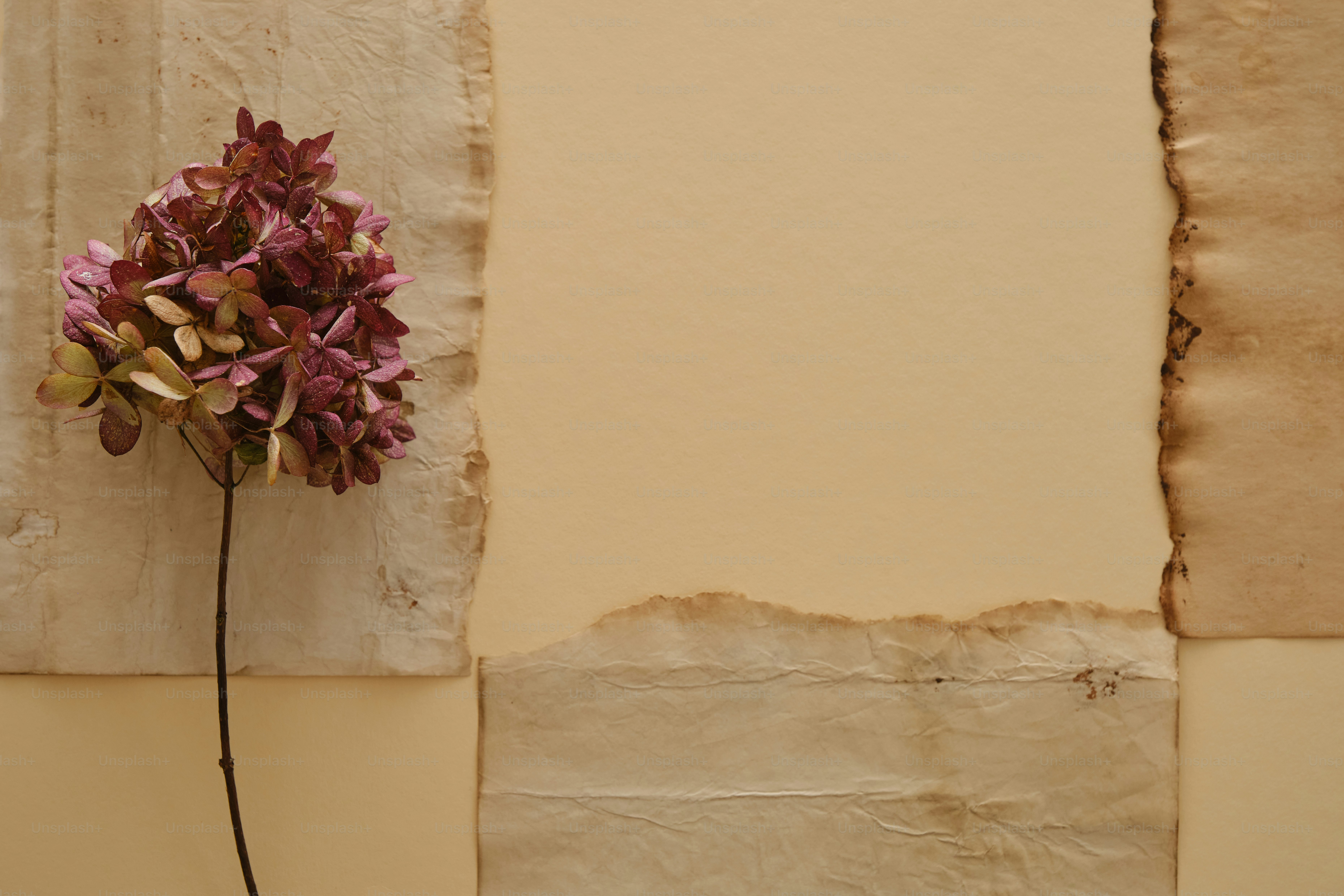 Dried flower on aged parchment paper photo – Texture Image on Unsplash