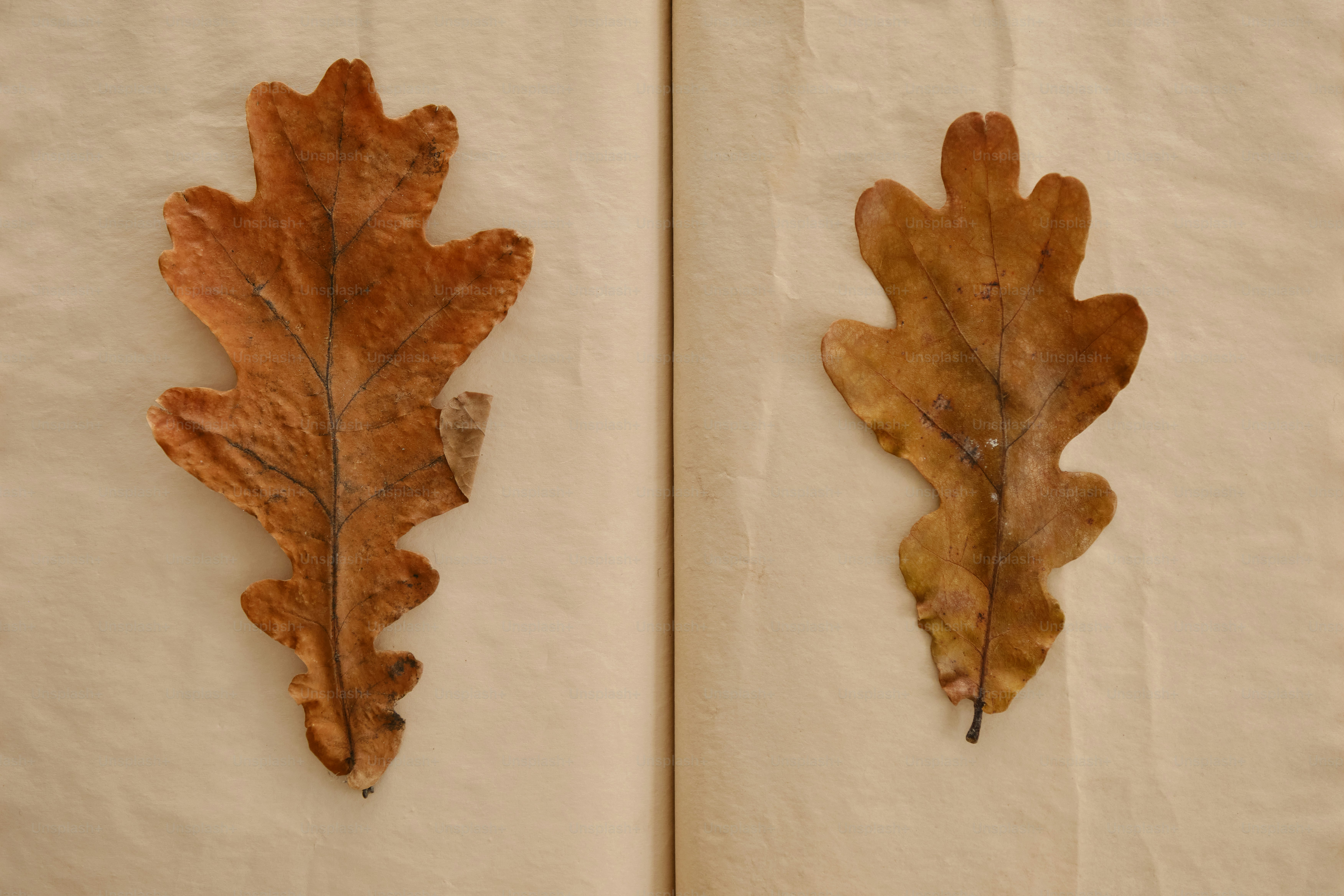 Two red mittens and two dried leaves. photo – Autumn Image on Unsplash