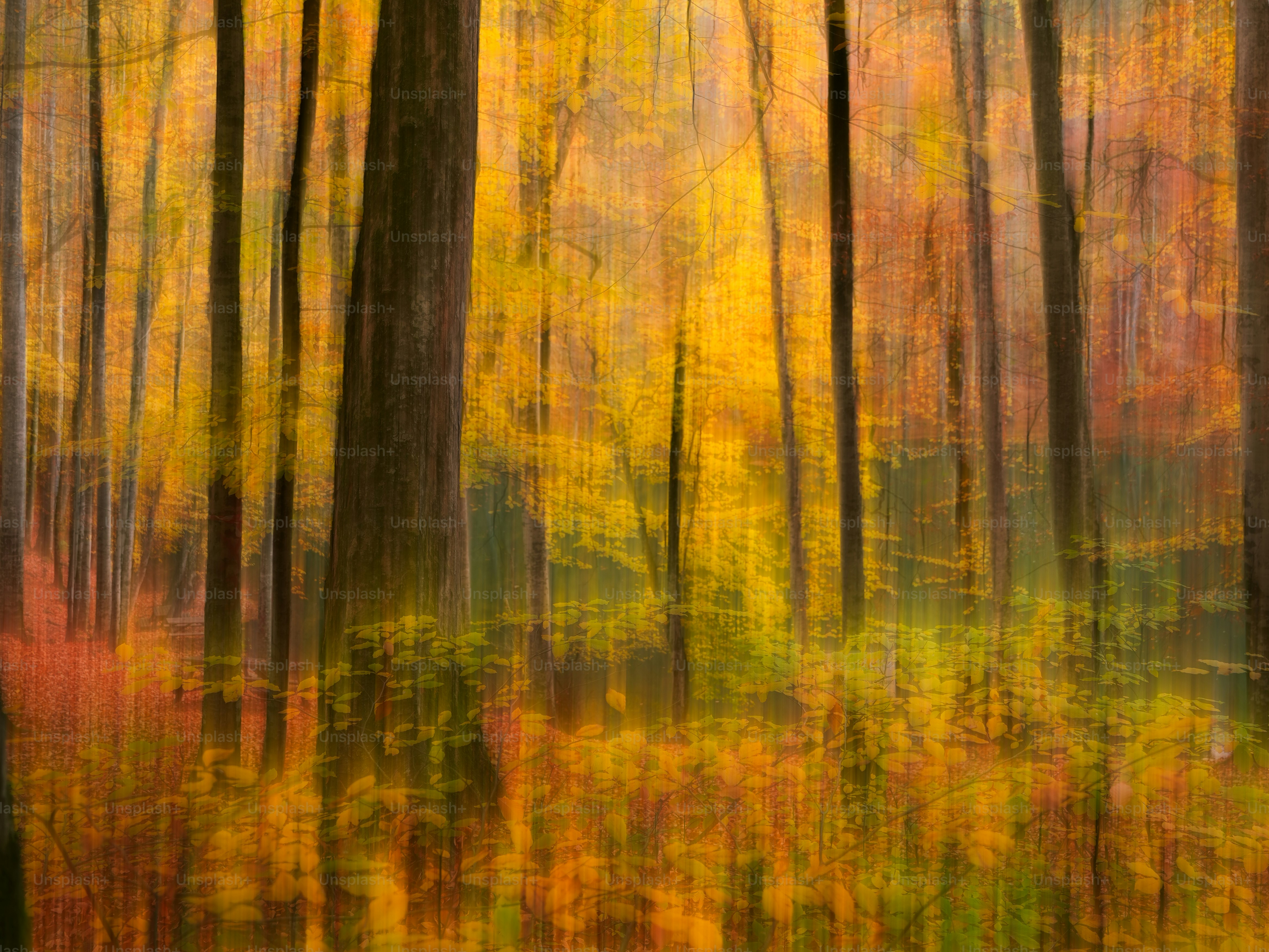 Abstract autumn forest with blurred trees and leaves photo – Wallpaper ...
