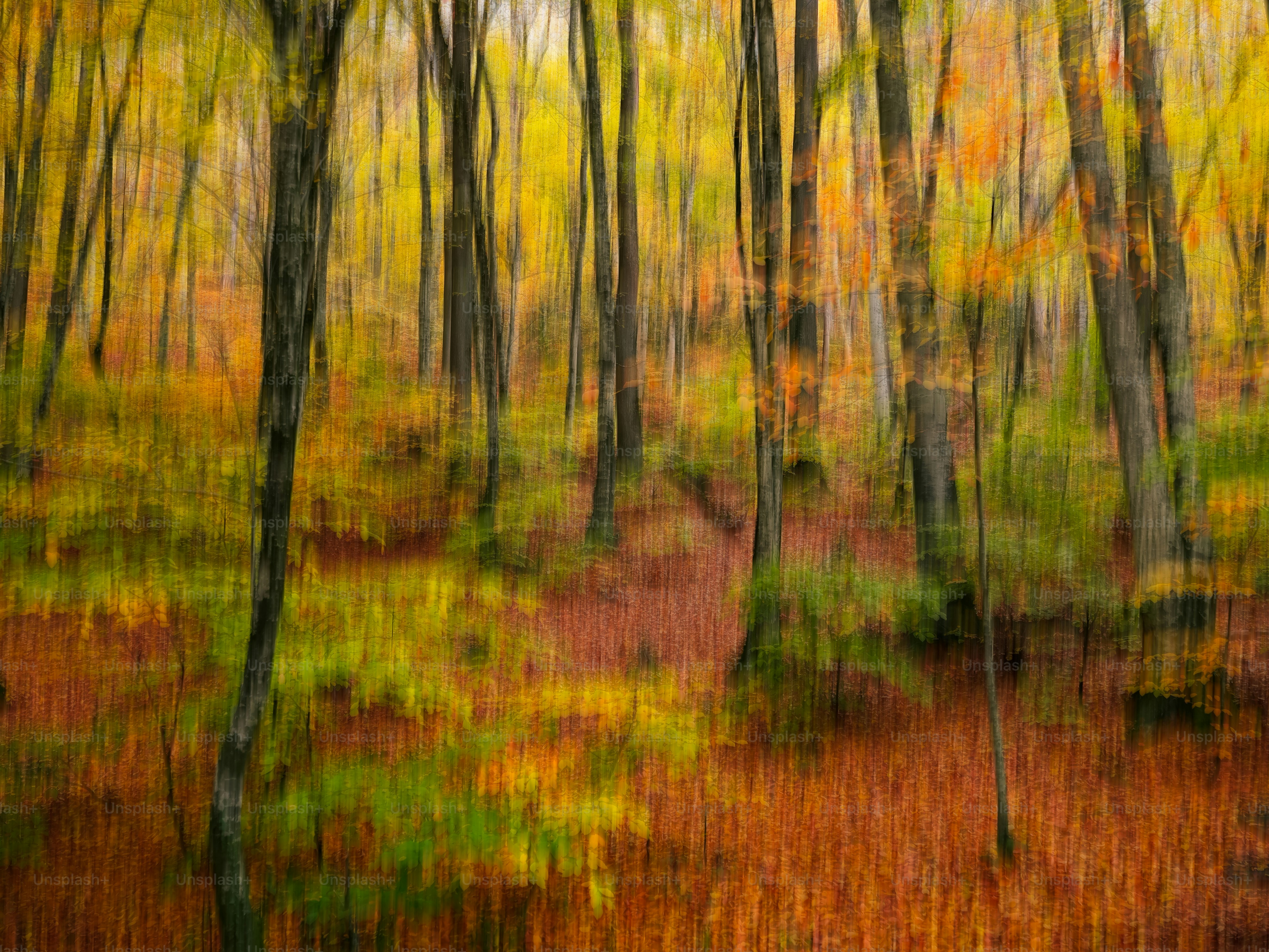 Abstract autumn forest with blurred trees and leaves photo – Wallpaper ...