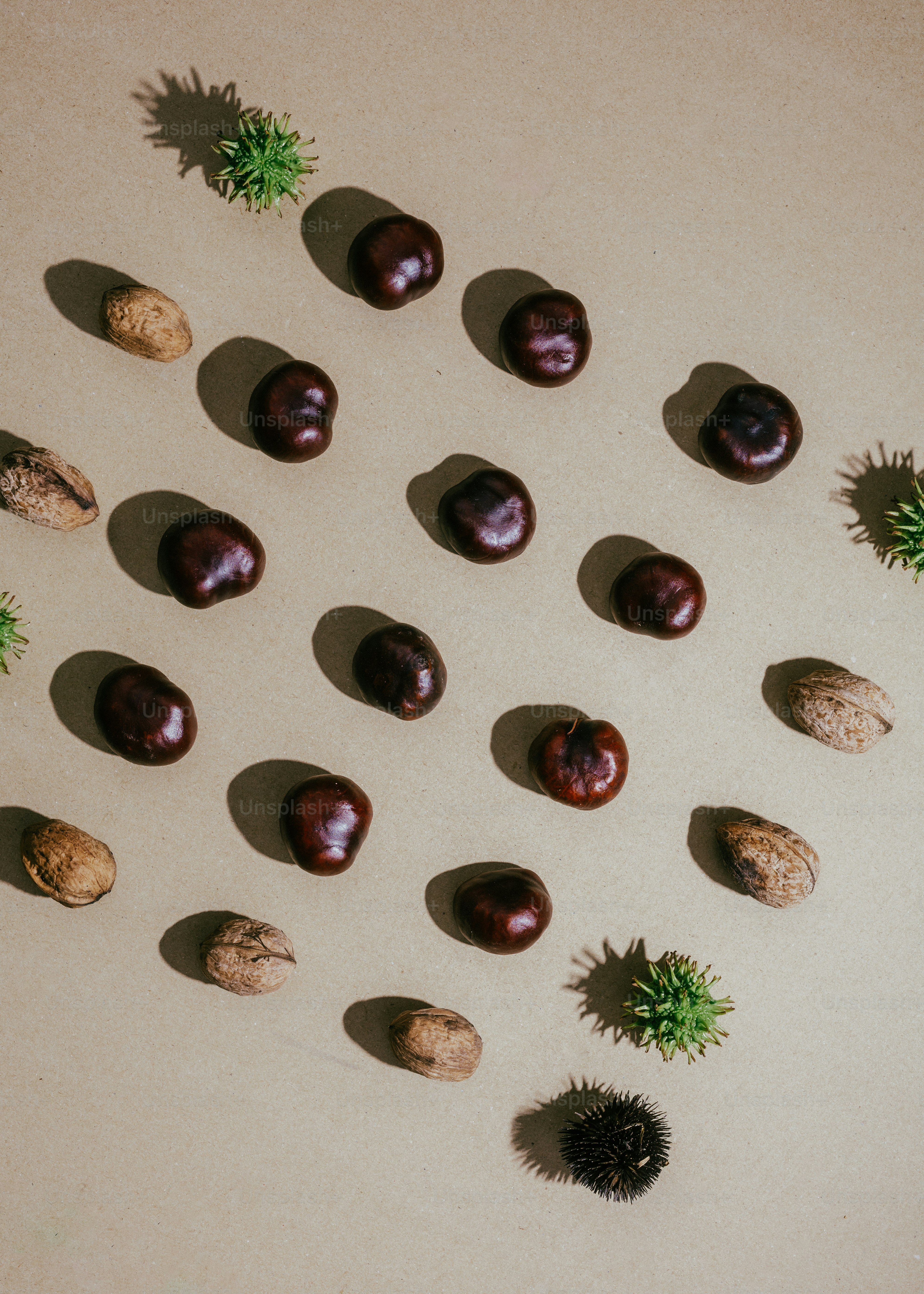 Chestnuts and spiky seed pods arranged on a plain background. photo ...