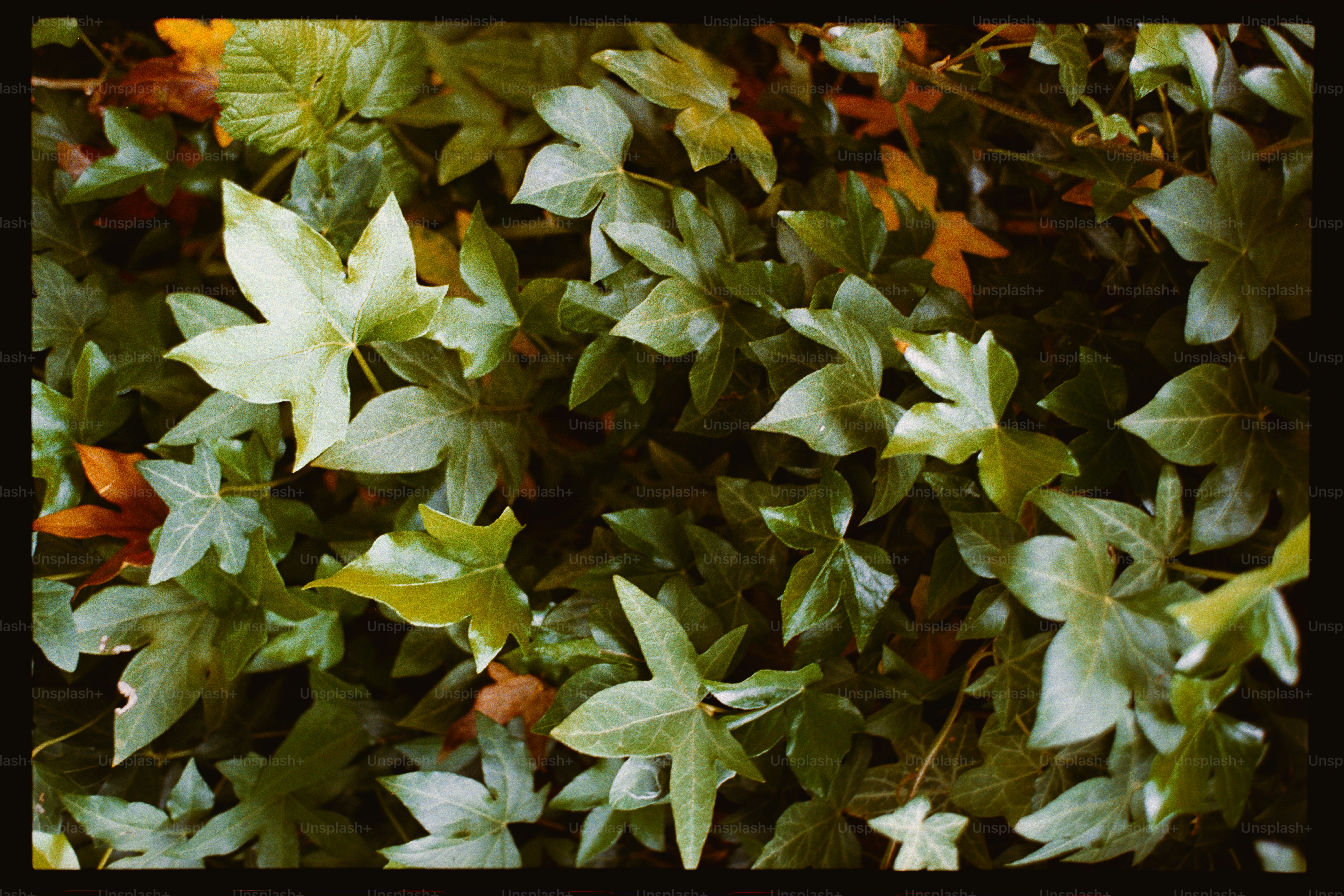 Green ivy leaves with hints of autumn colors. photo – Wallpaper Image ...
