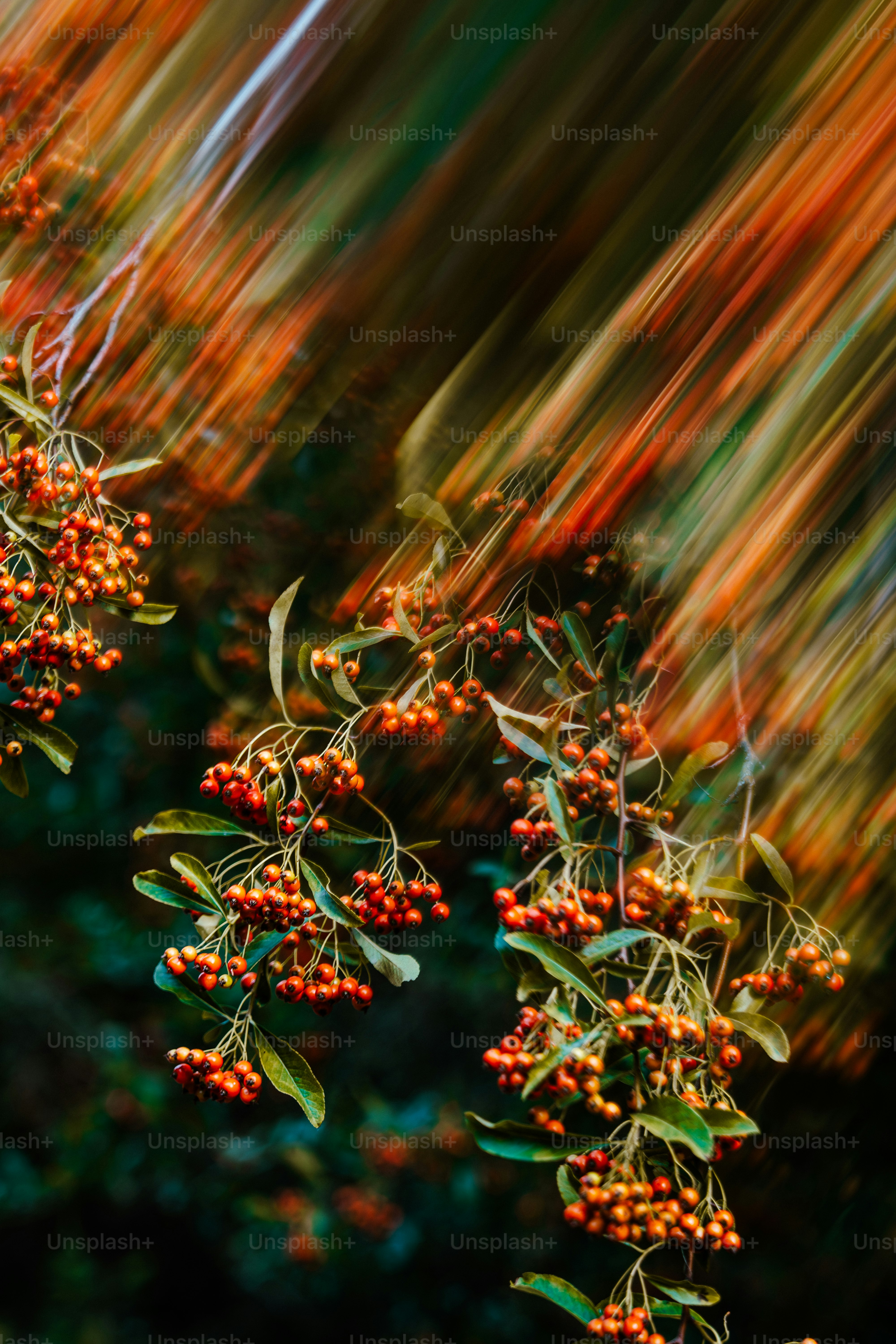 Branches with red berries against abstract background photo – Plant ...