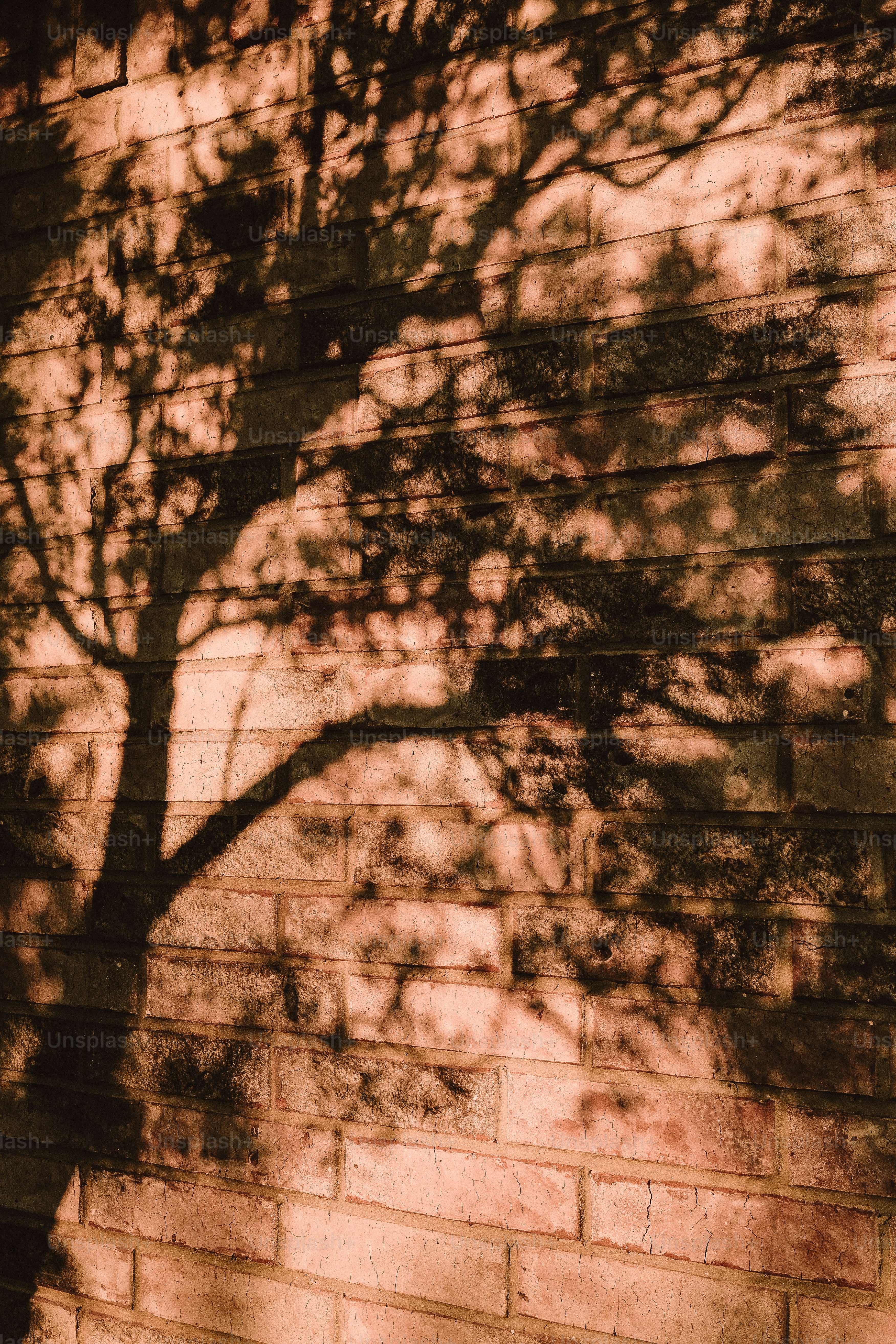 Tree shadow cast on a brick wall photo – Background Image on Unsplash