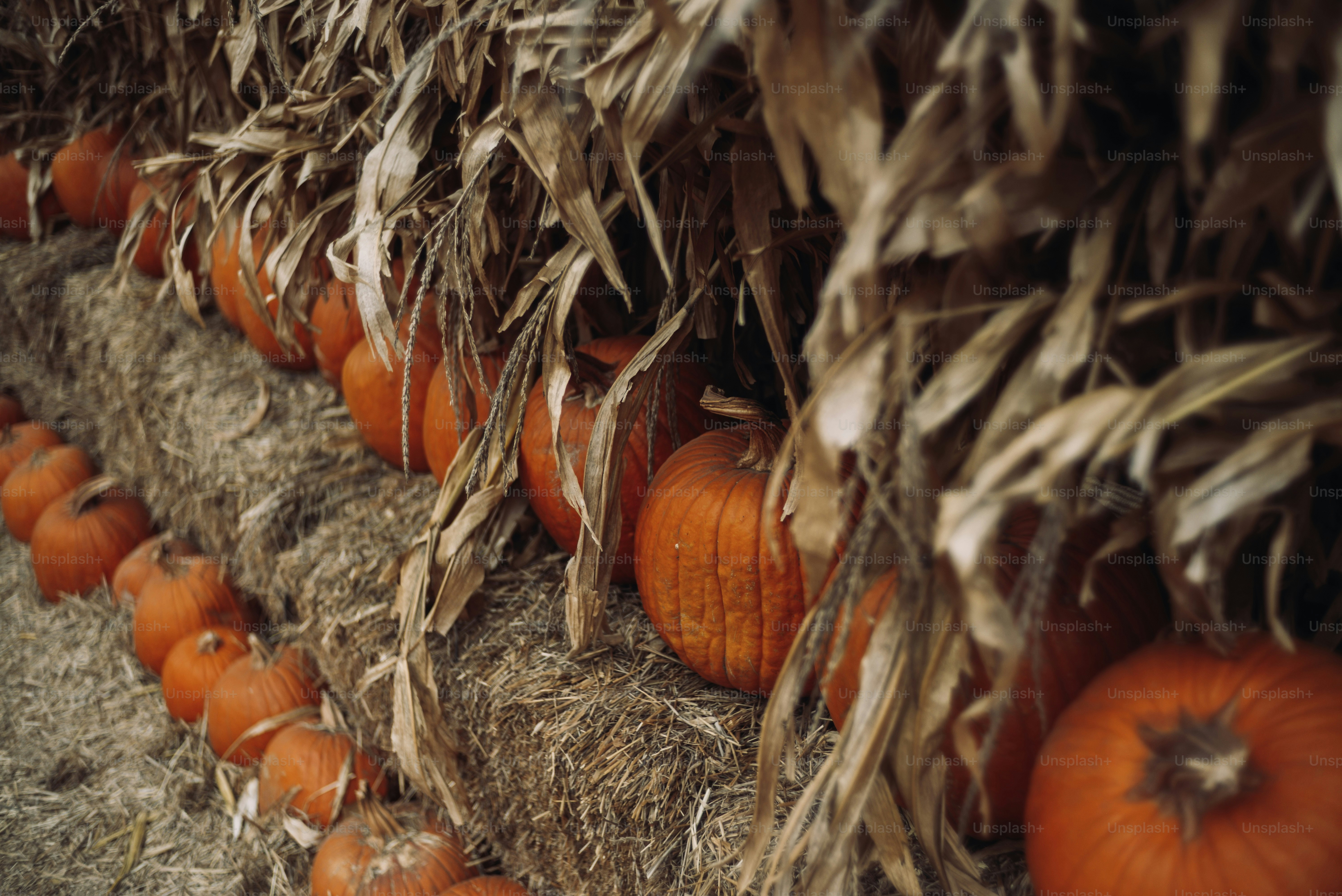 Pumpkins arranged on hay bales with corn stalks. photo – Autumn Image ...