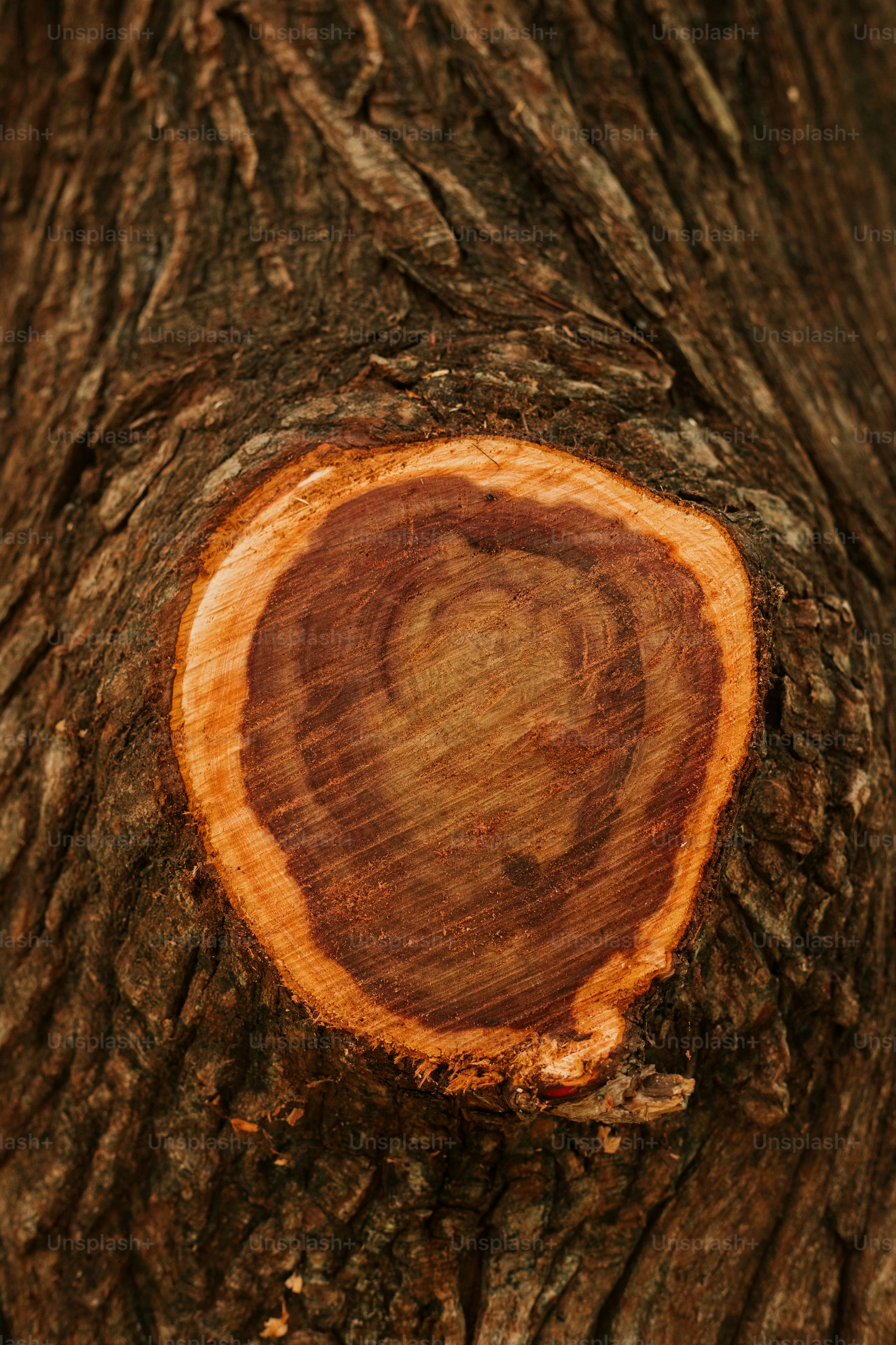 Primer plano de un tronco de árbol con un nudo foto – Imagen de Anillos ...