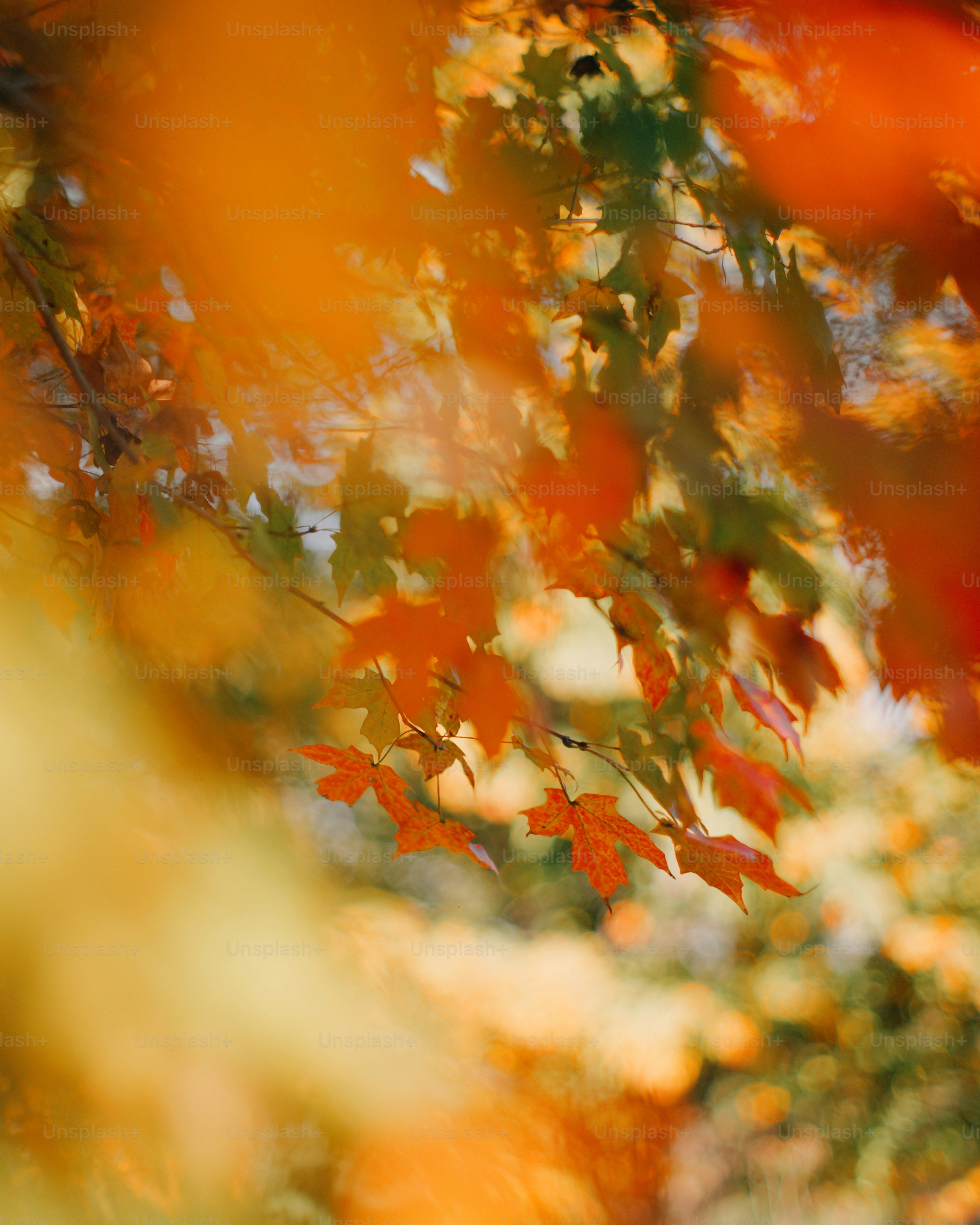 Green leaf with water droplets and yellow flowers photo – Plant Image ...