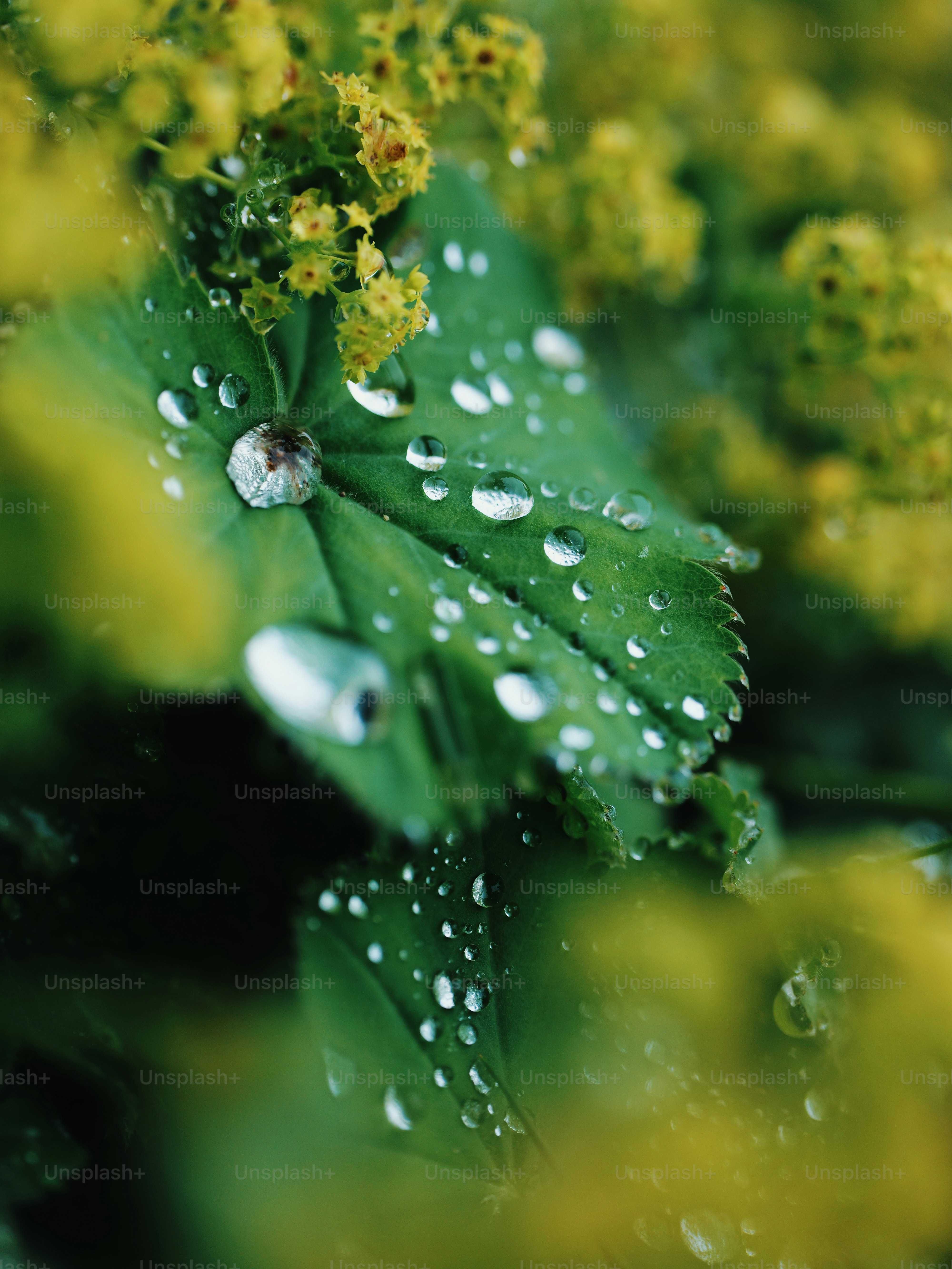 Green leaf with water droplets and yellow flowers photo – Plant Image ...