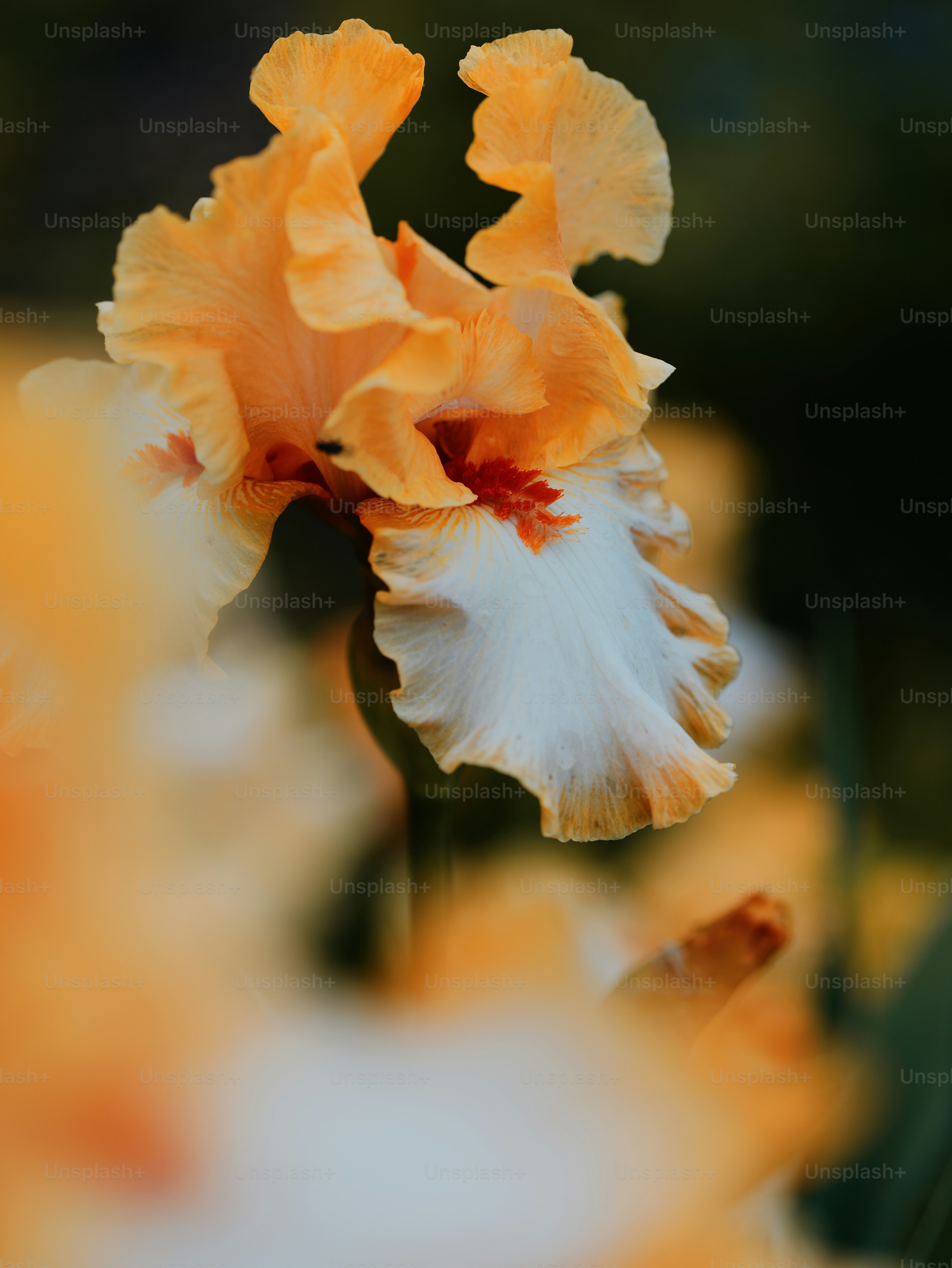 Green leaf with water droplets and yellow flowers photo – Plant Image ...