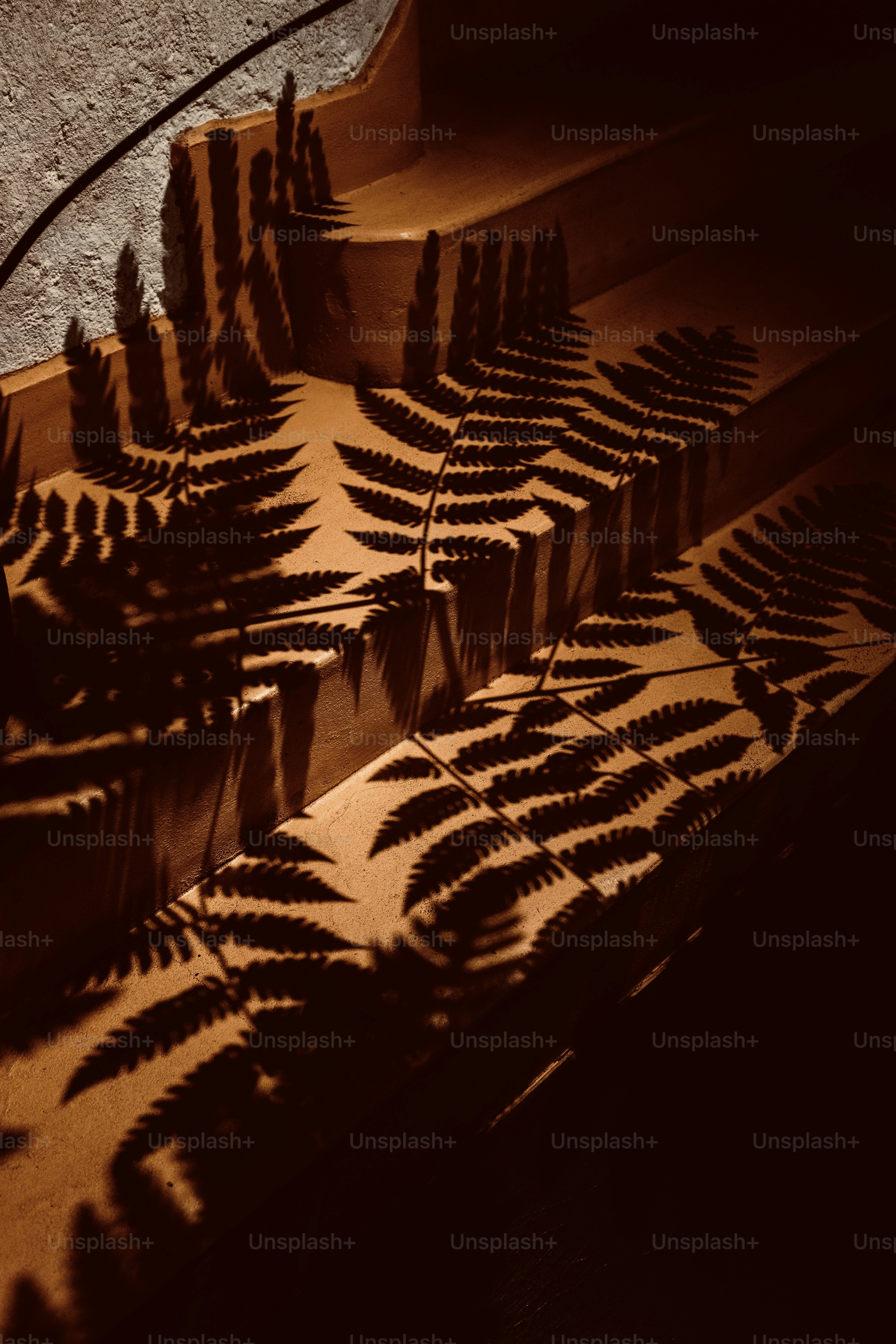 Farnwedel werfen Schatten auf Holztreppen. Foto – Bild zum Thema ...
