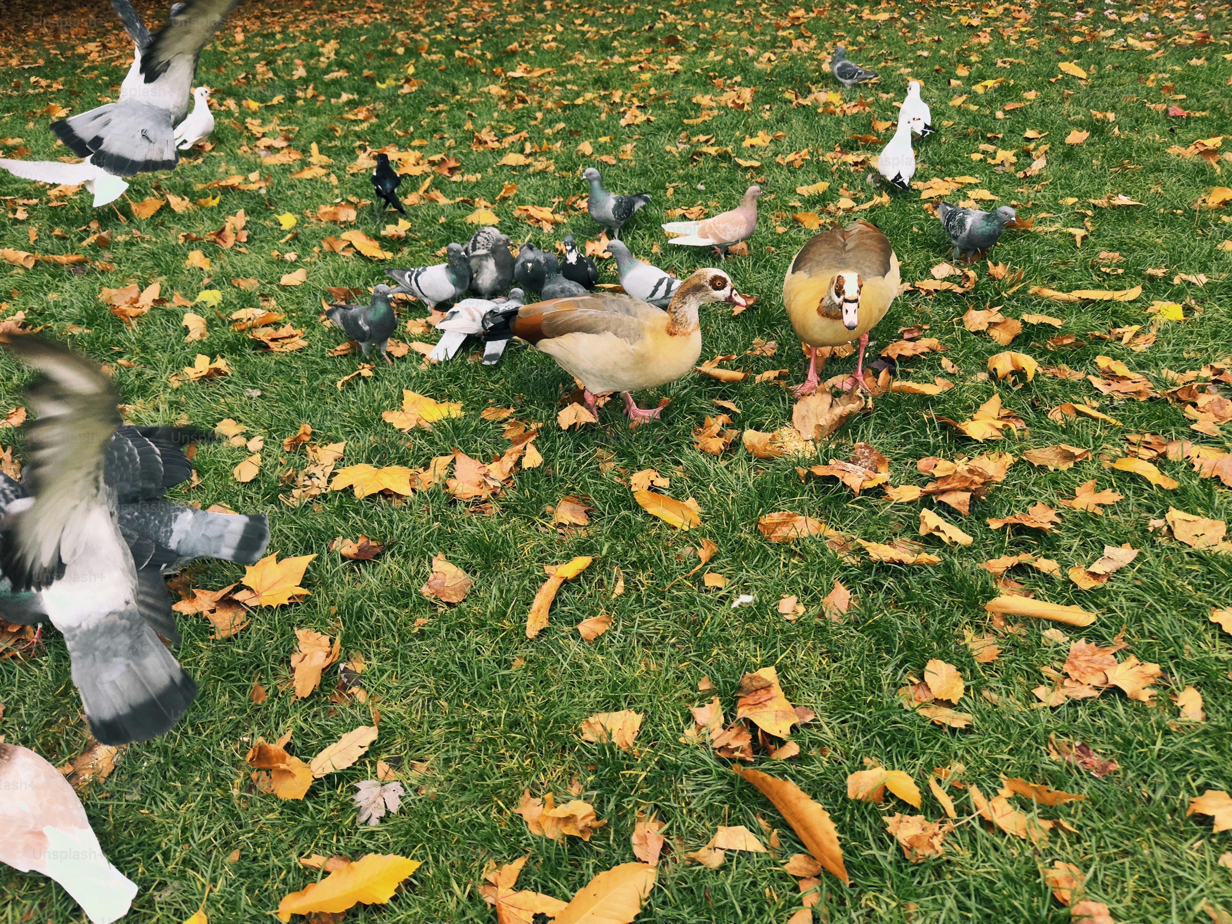 Ducks and pigeons gathered on grassy ground with fallen leaves. photo ...