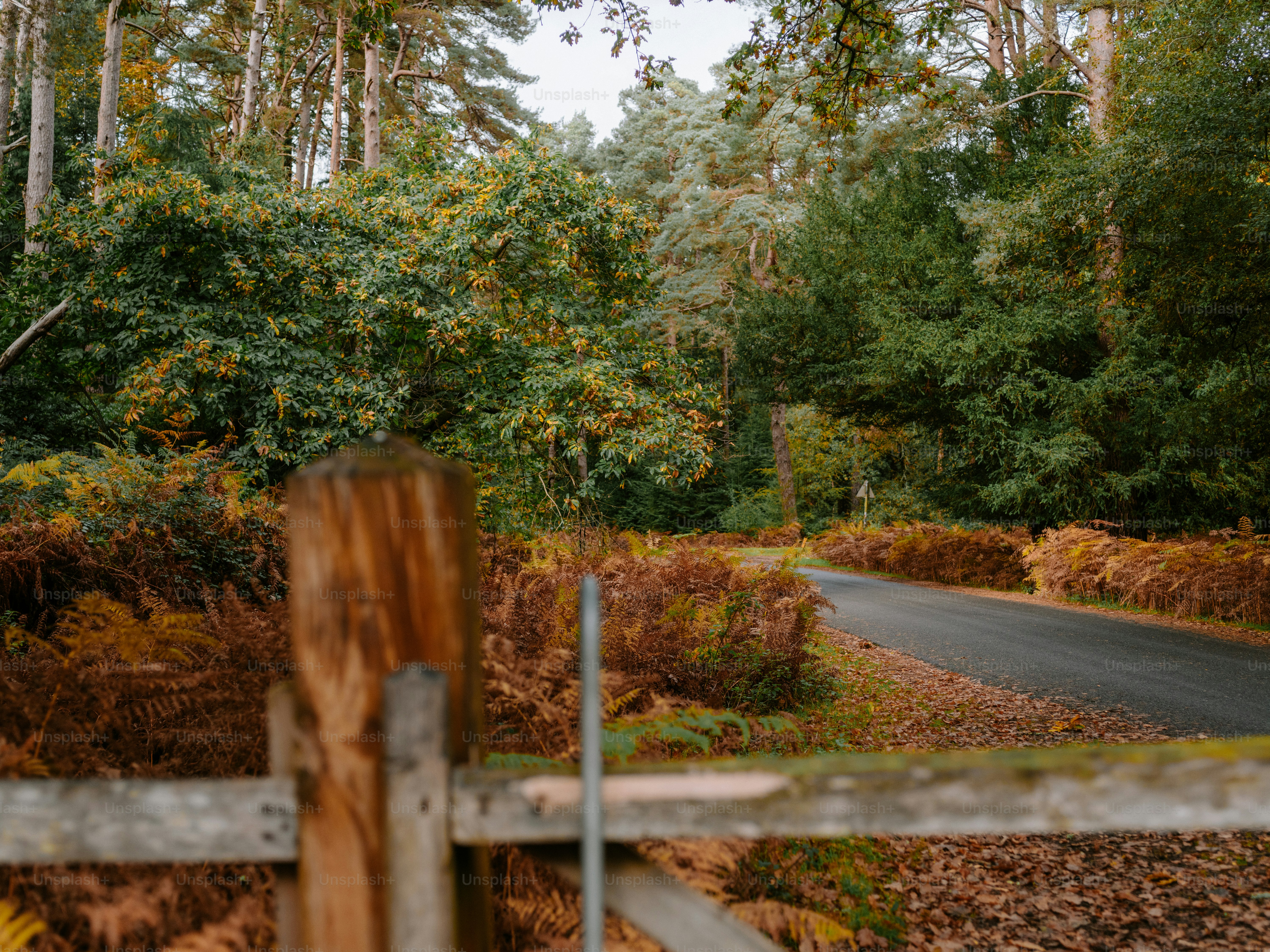A wooden sign in a forest with dry ferns. photo – Forest Image on Unsplash