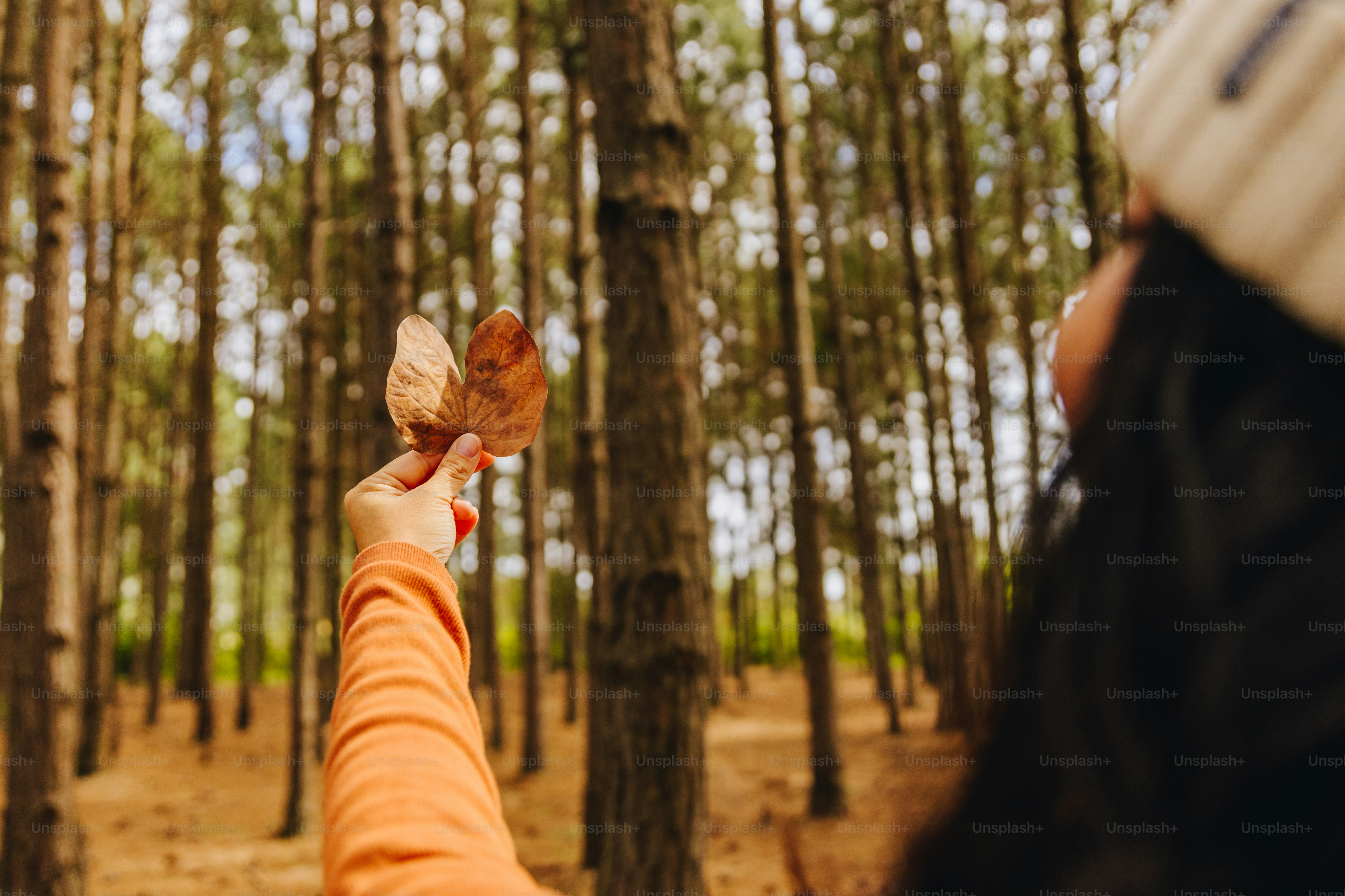 Persona sosteniendo hojas de otoño en un bosque de pinos foto – Imagen ...