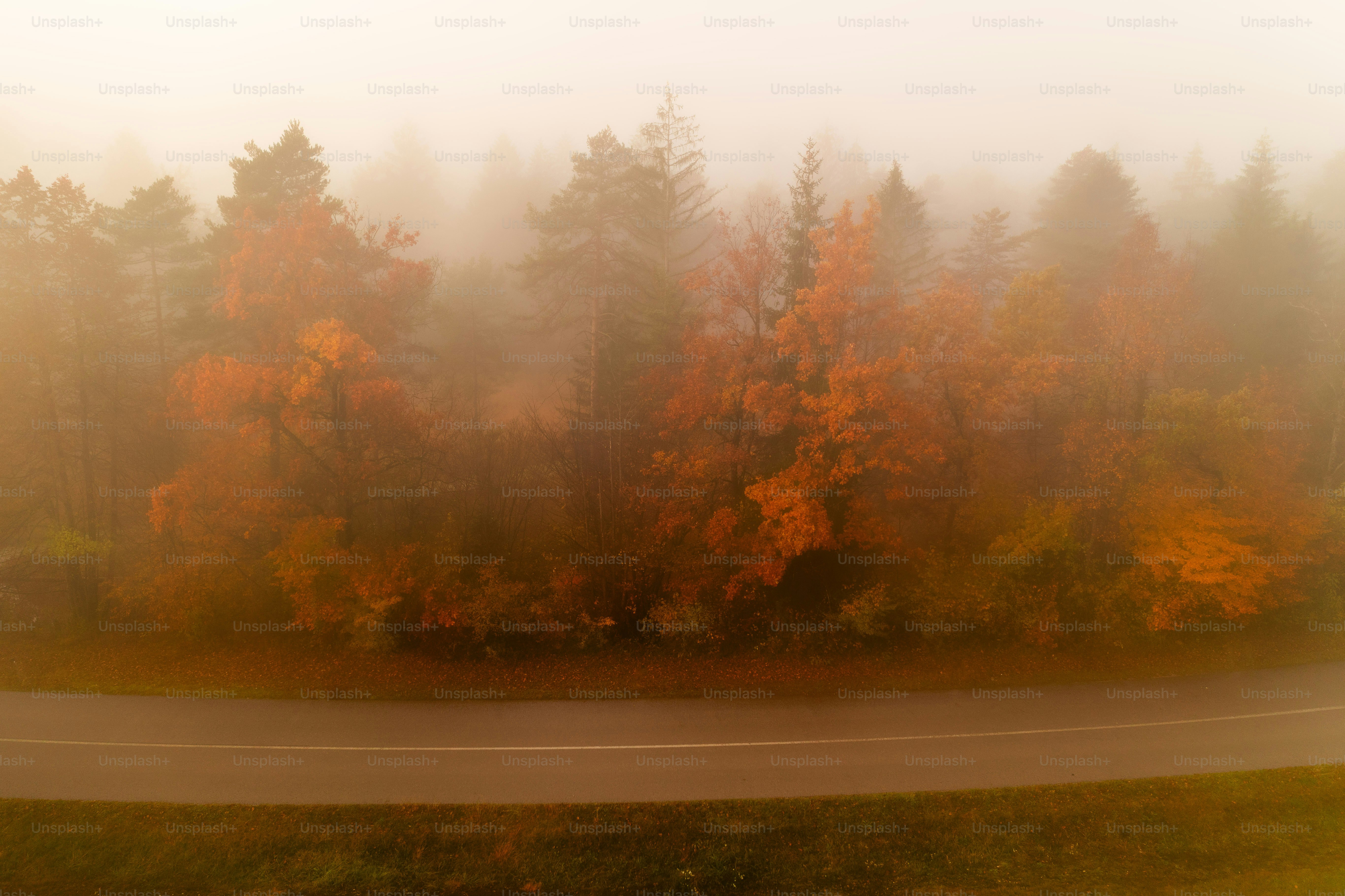 Autumn trees in fog beside a road photo – Wallpaper Image on Unsplash