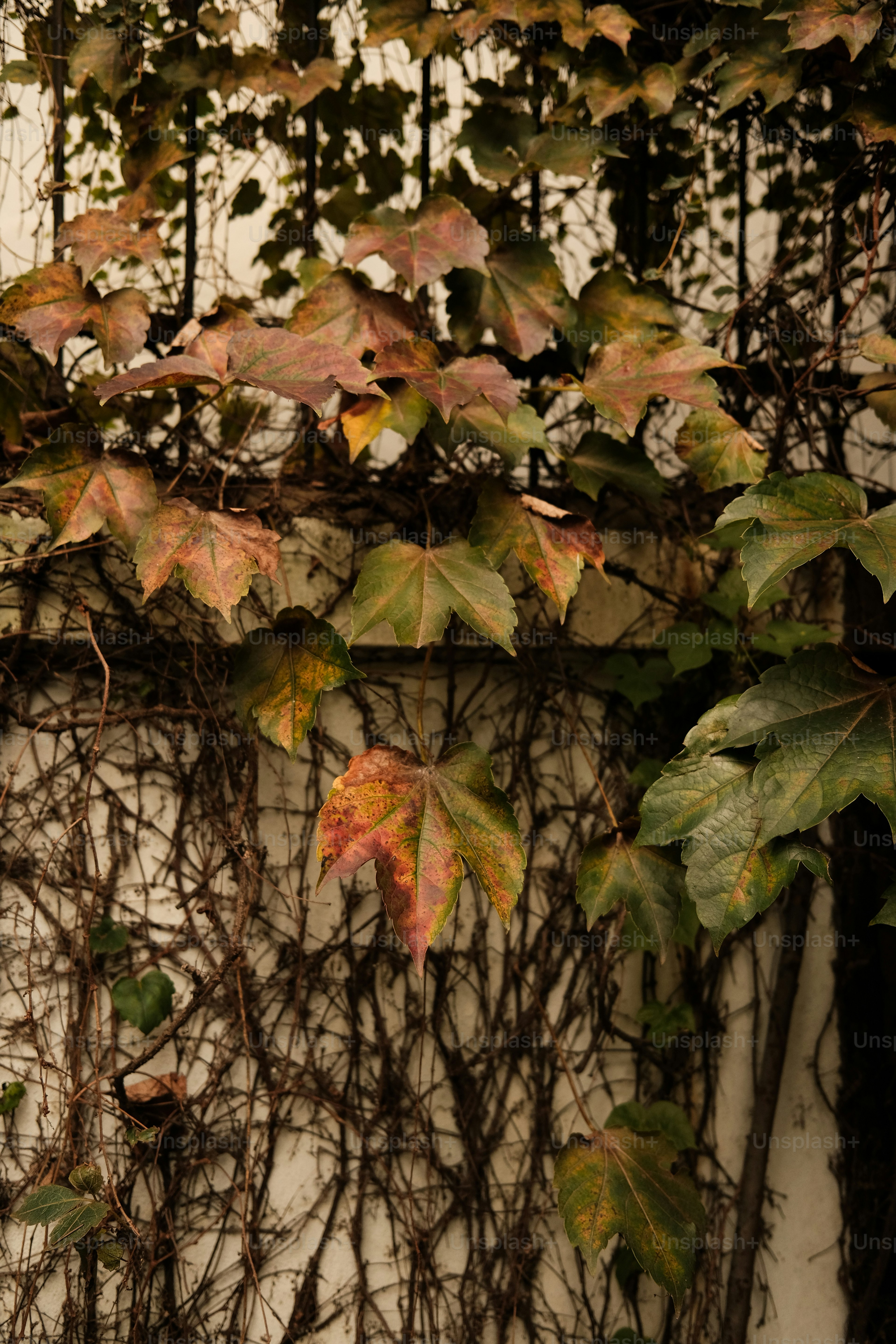 Fallen autumn leaves scattered on a stone path. photo – Texture Image ...