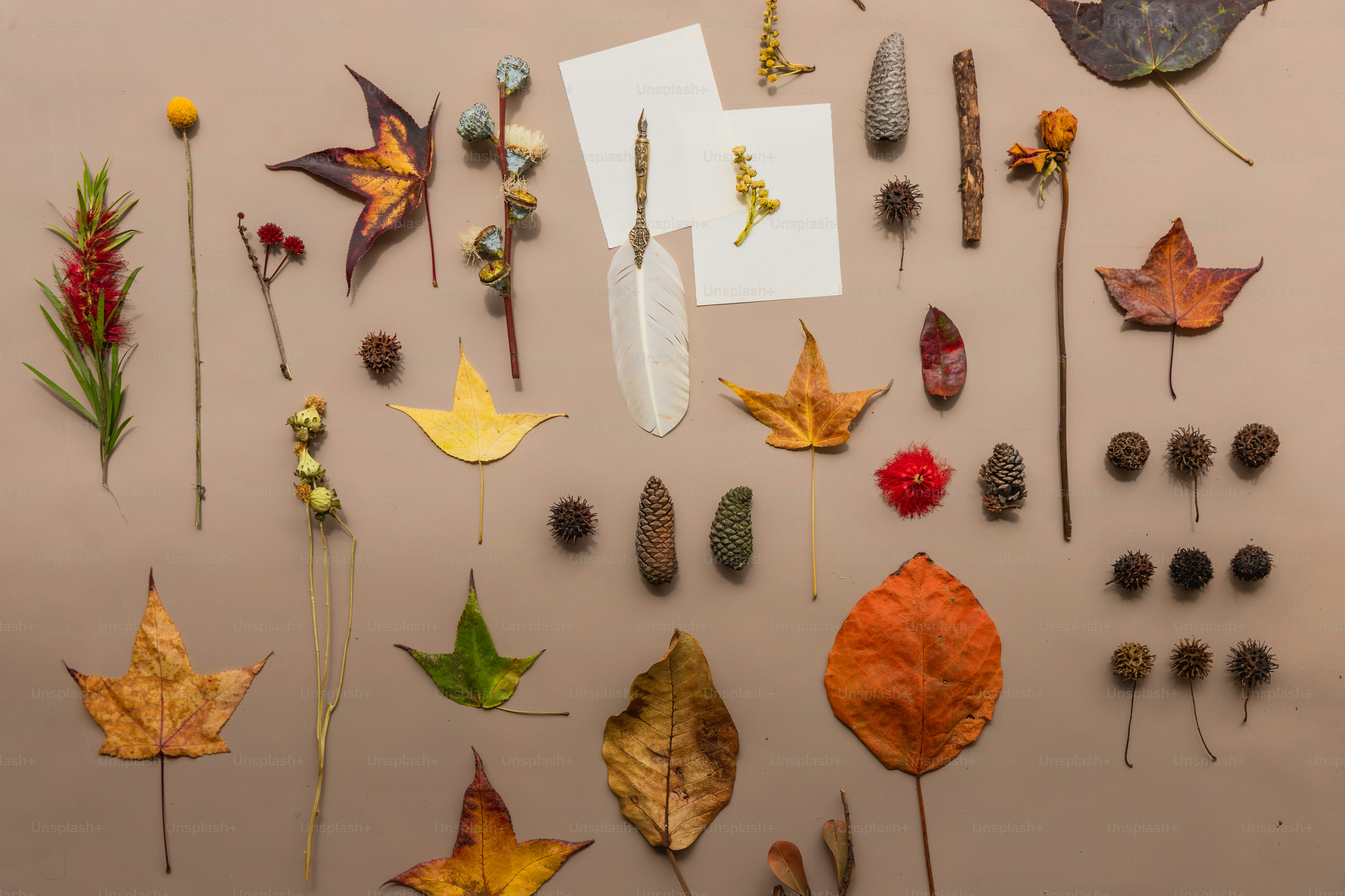 Assortment of natural objects arranged on a surface photo – Autumn ...