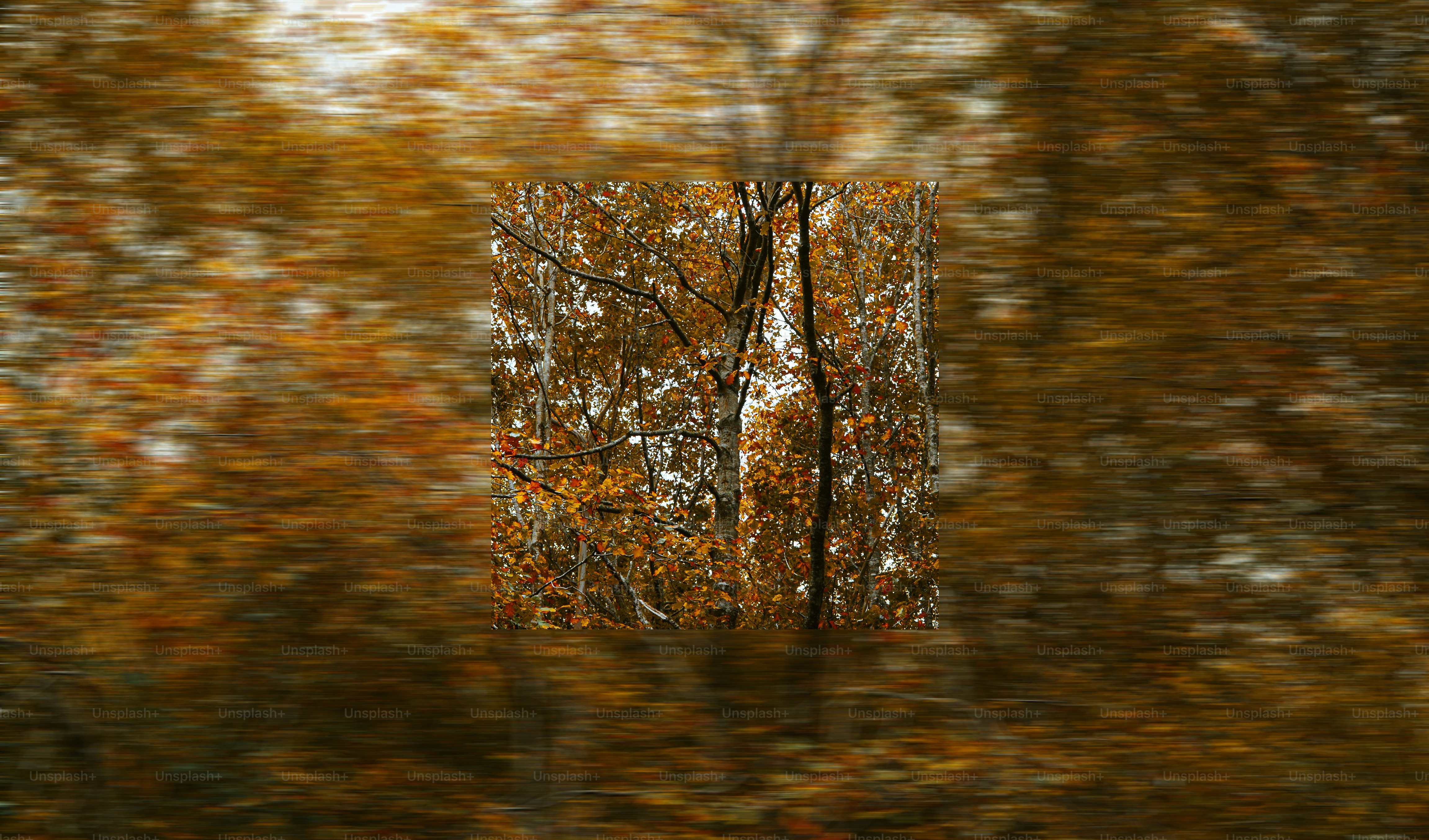 Looking up through golden autumn trees photo – Wallpaper Image on Unsplash