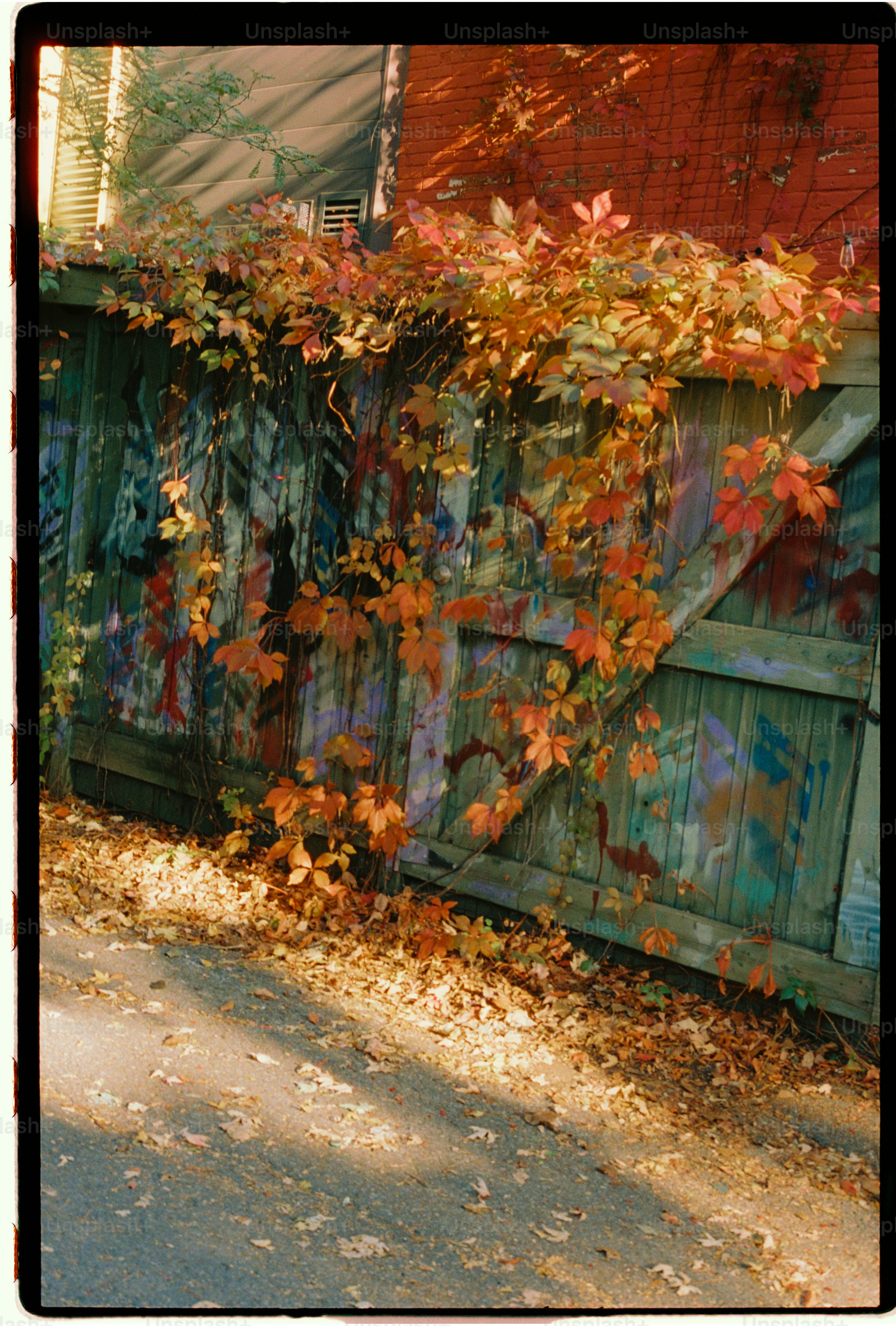 Autumn leaves climb a graffiti-covered wooden fence. photo – Wallpaper ...