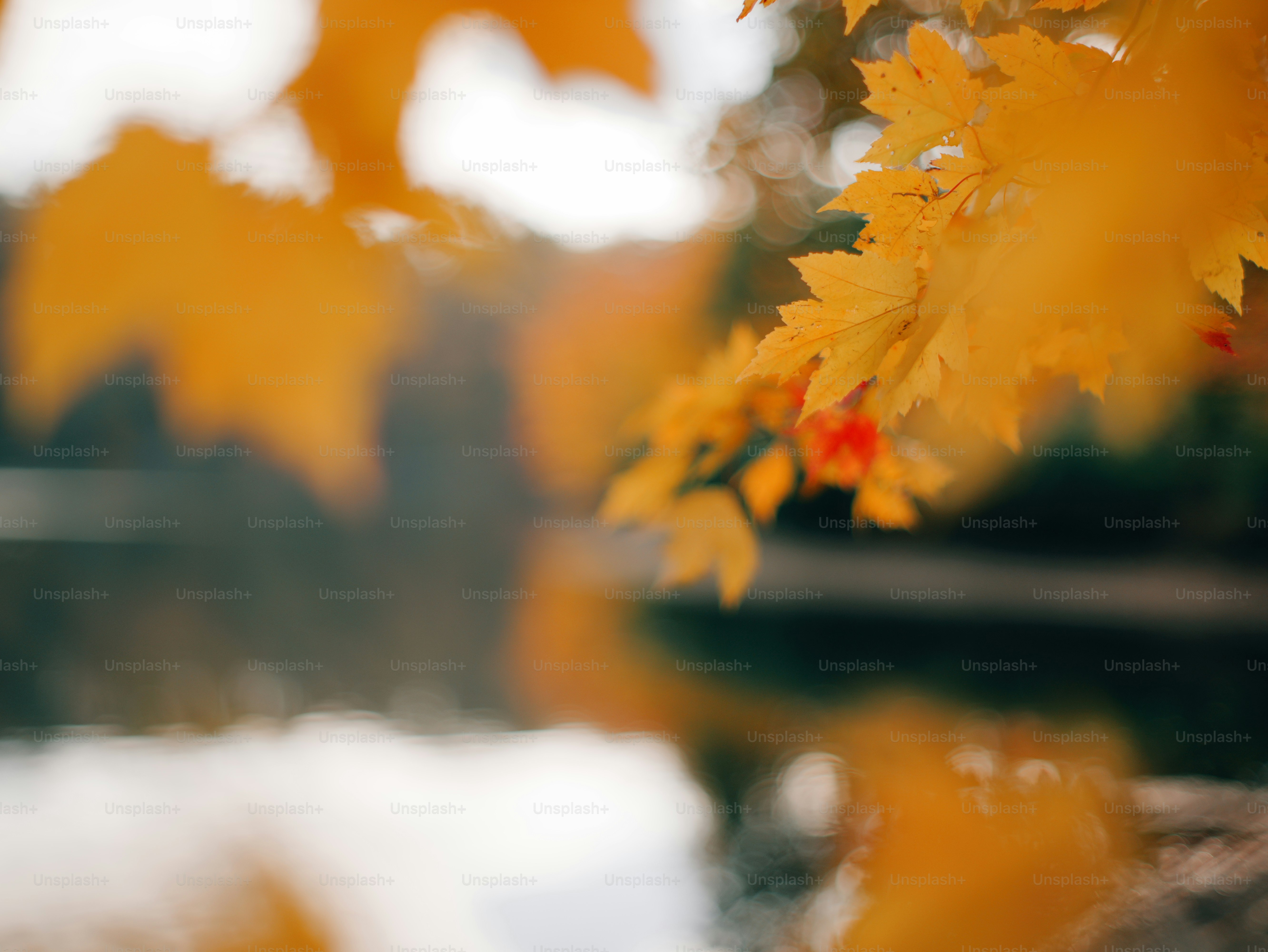 Herbstblätter treiben auf einer ruhigen Seeoberfläche. Foto – Bild zum ...