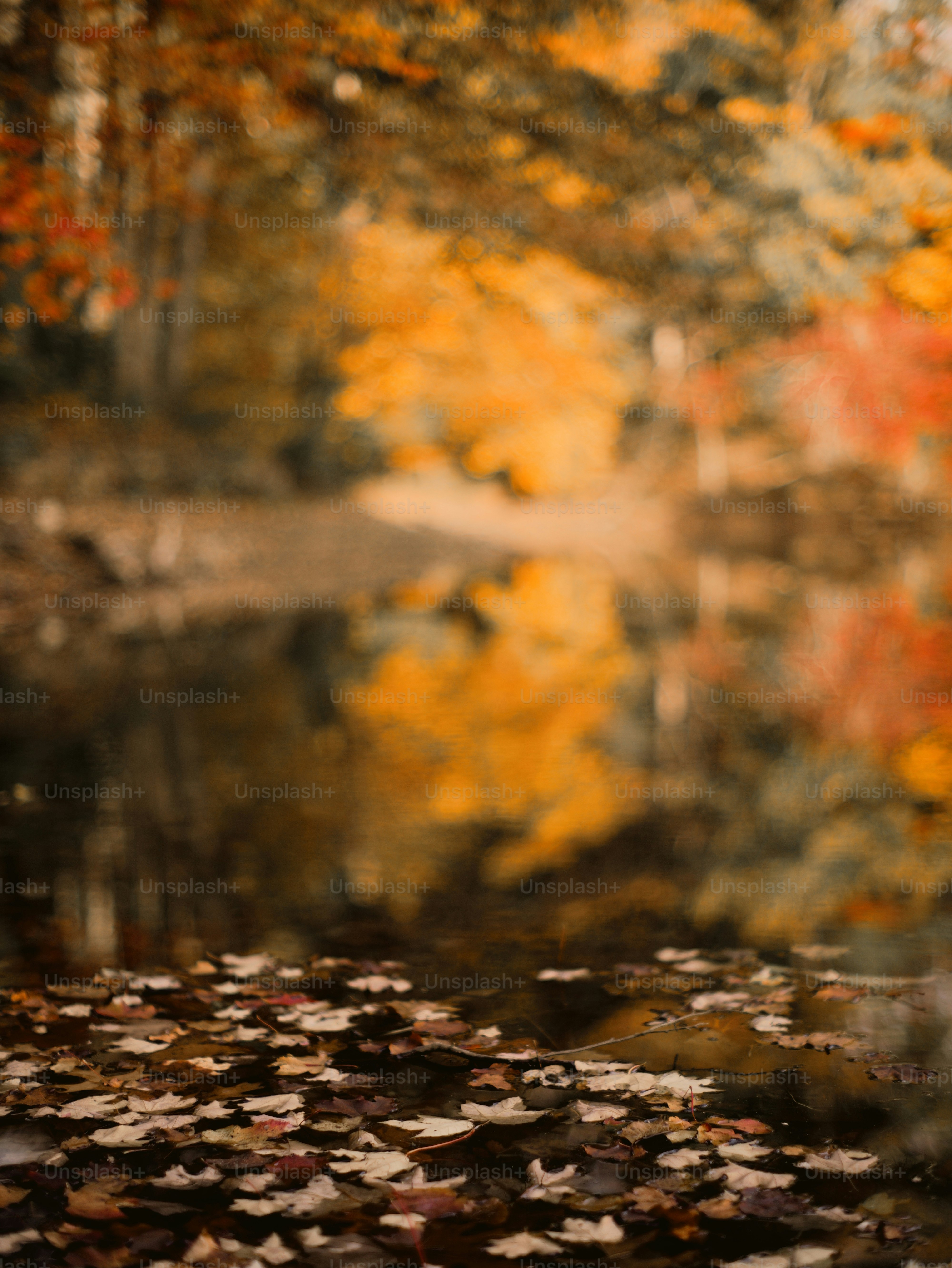 Herbstblätter treiben auf einer ruhigen Seeoberfläche. Foto – Bild zum ...