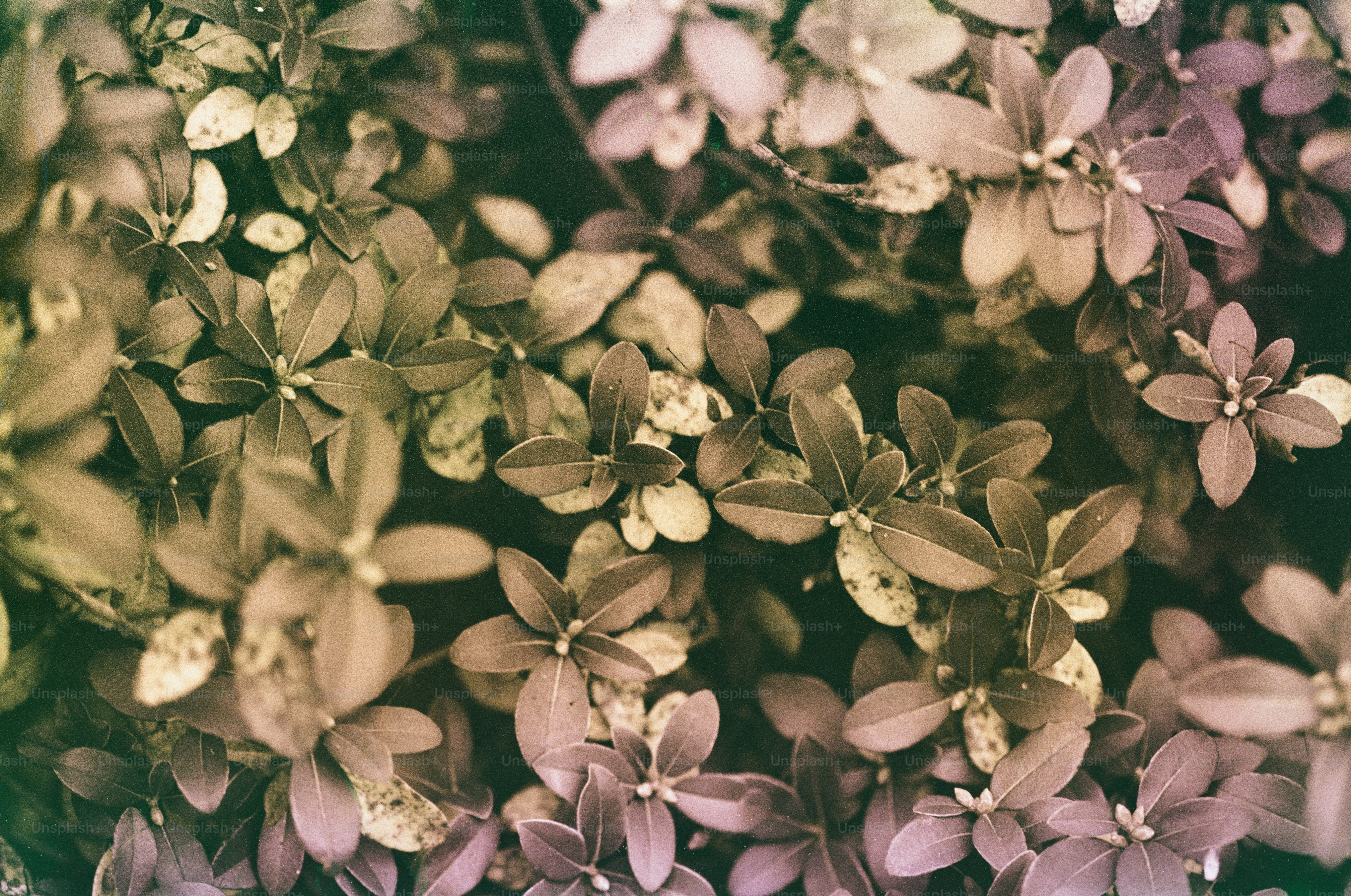 Close-up of small leaves with subtle color gradient. photo – Spring ...