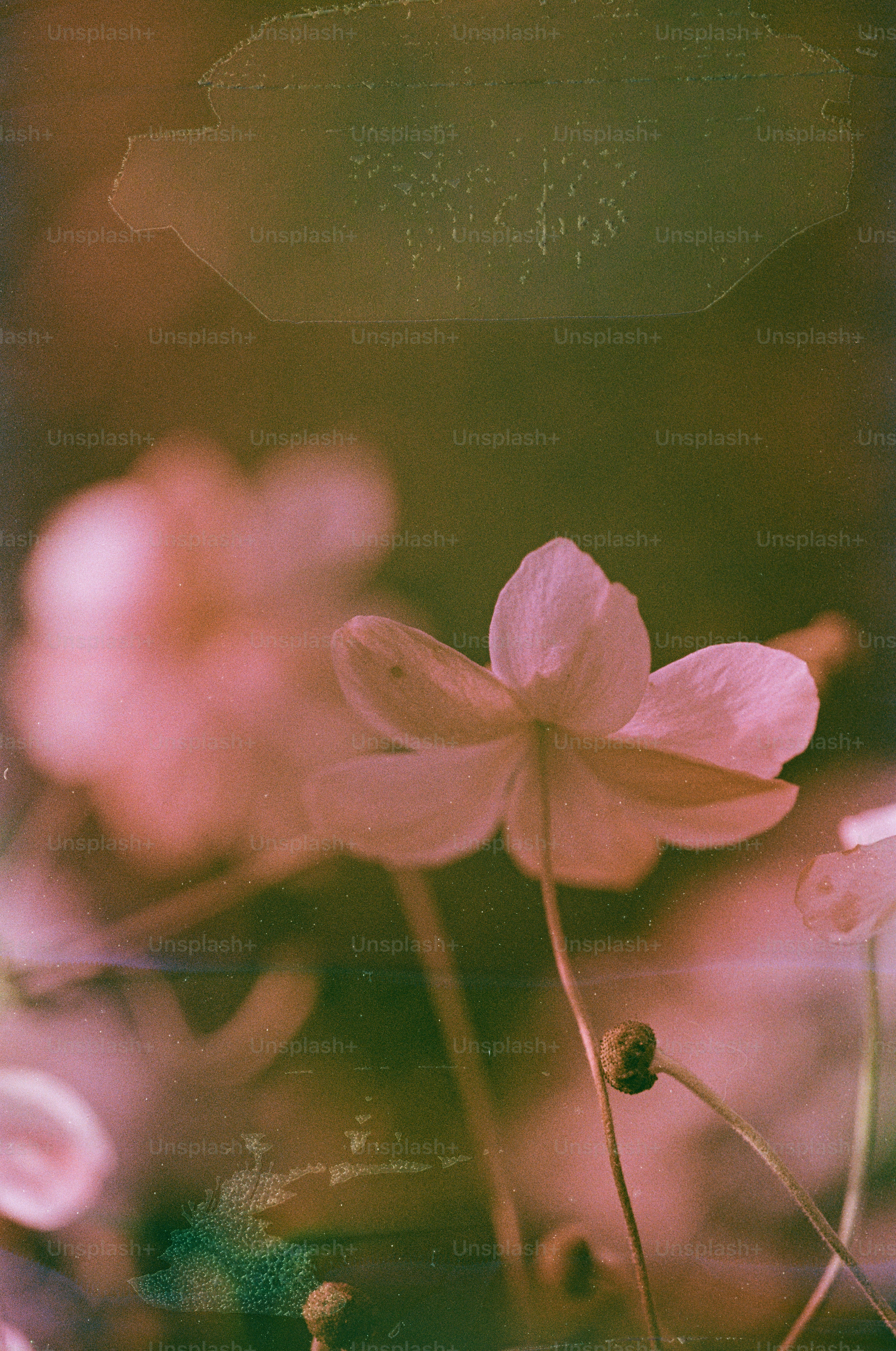 Delicate wildflowers bloom against a soft pink background. photo – Film ...