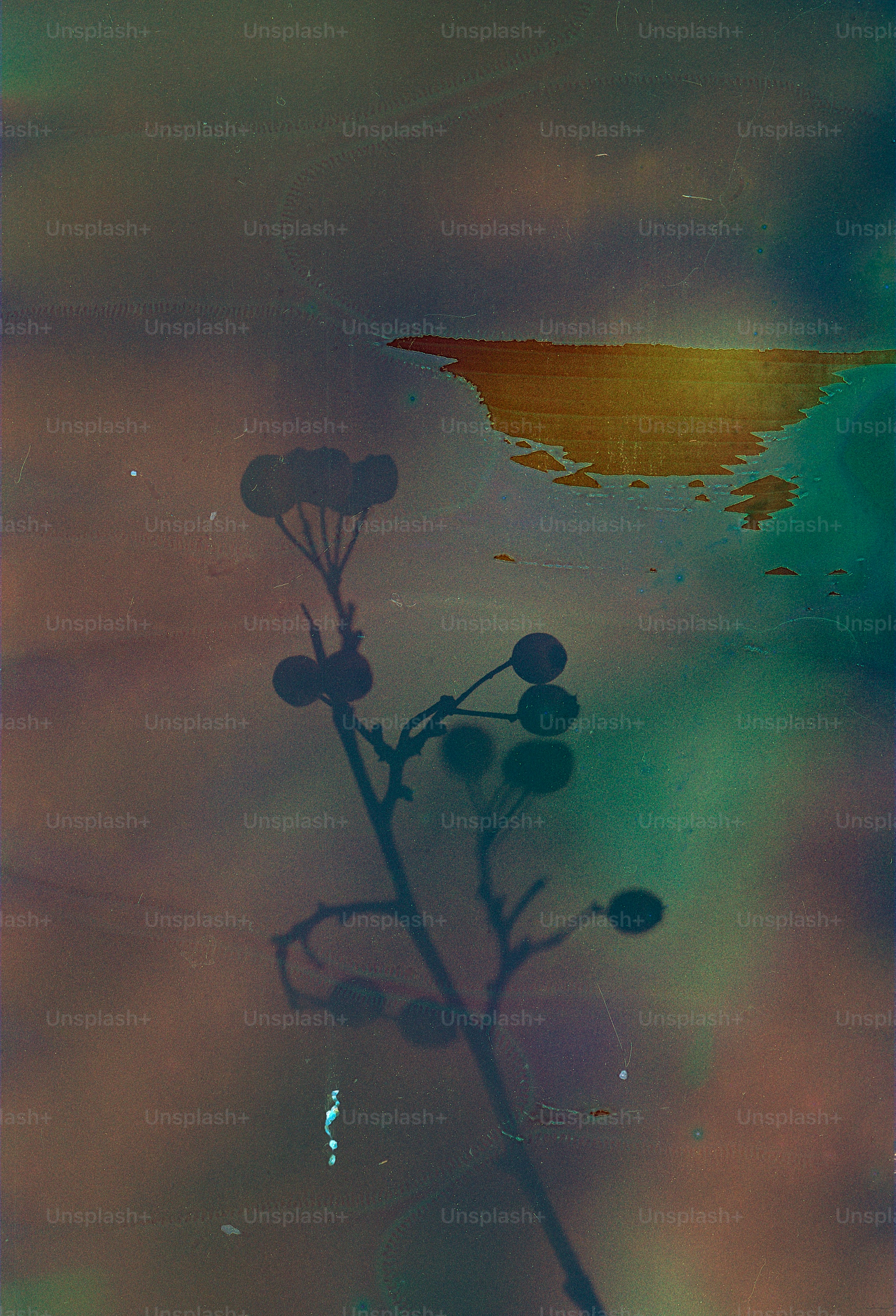 Silhouette of a tree against a hazy sky photo – Abstract Image on Unsplash