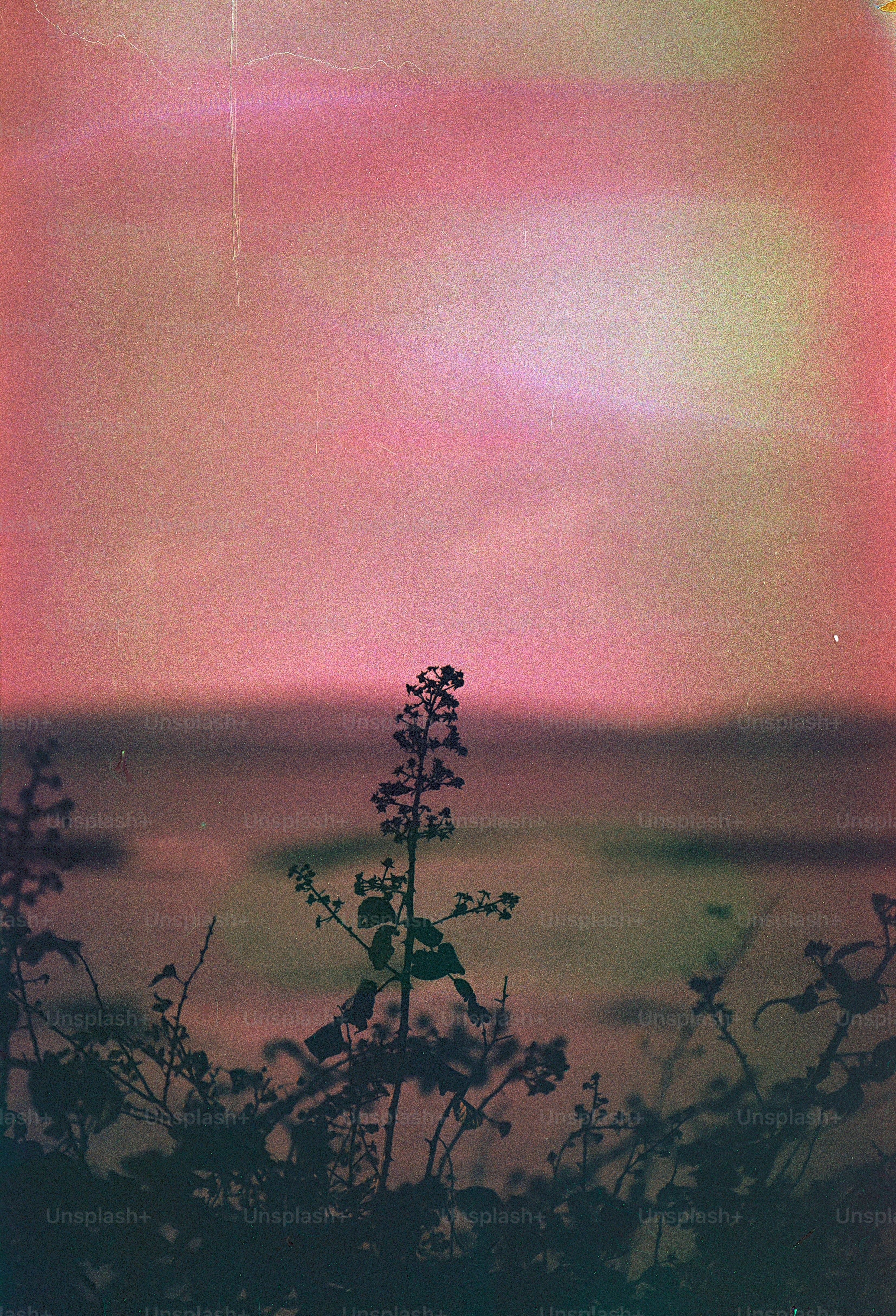 Silhouette of a tree against a hazy sky photo – Abstract Image on Unsplash