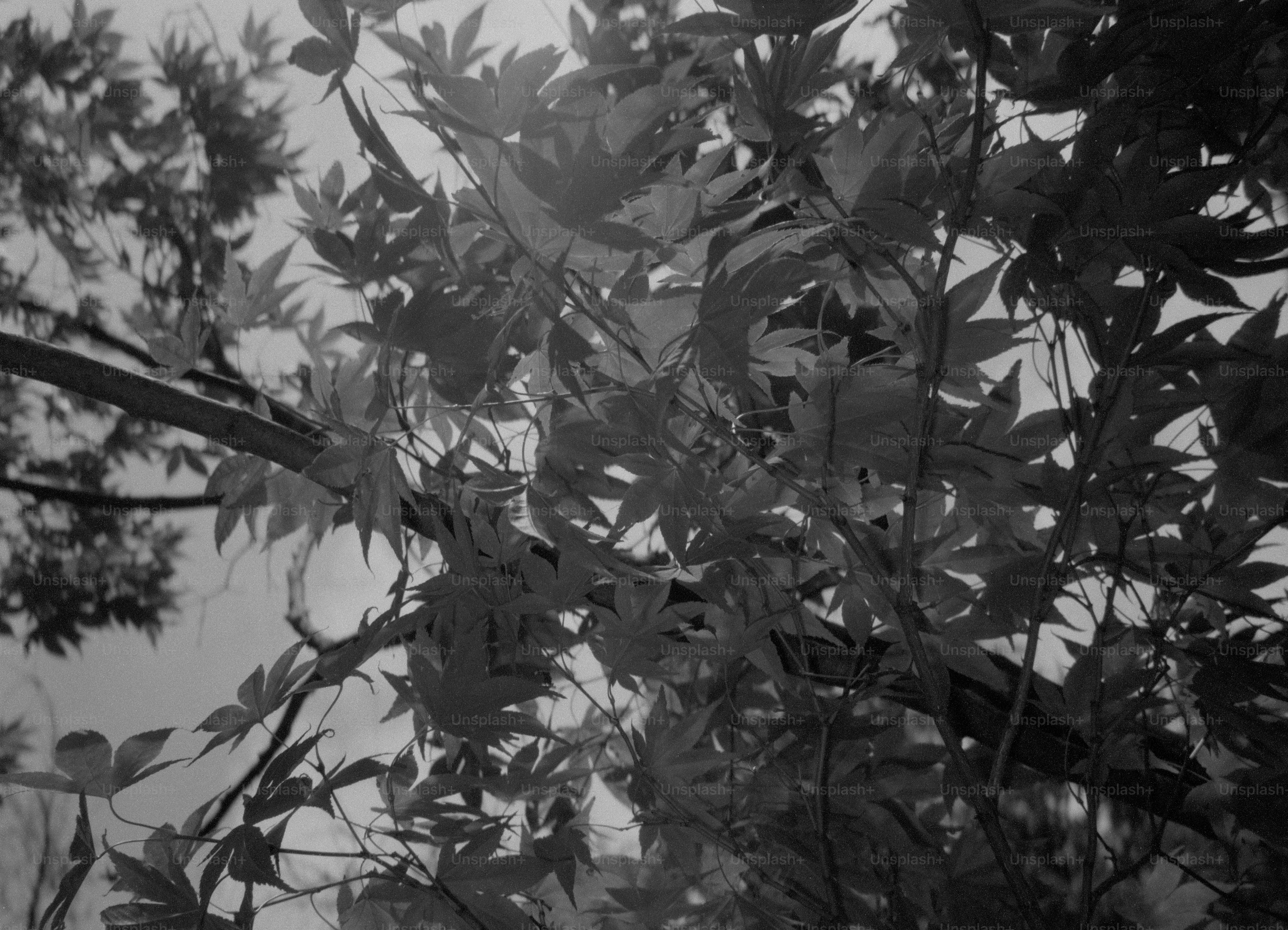 Looking up through dark, silhouetted tree branches and leaf branches ...