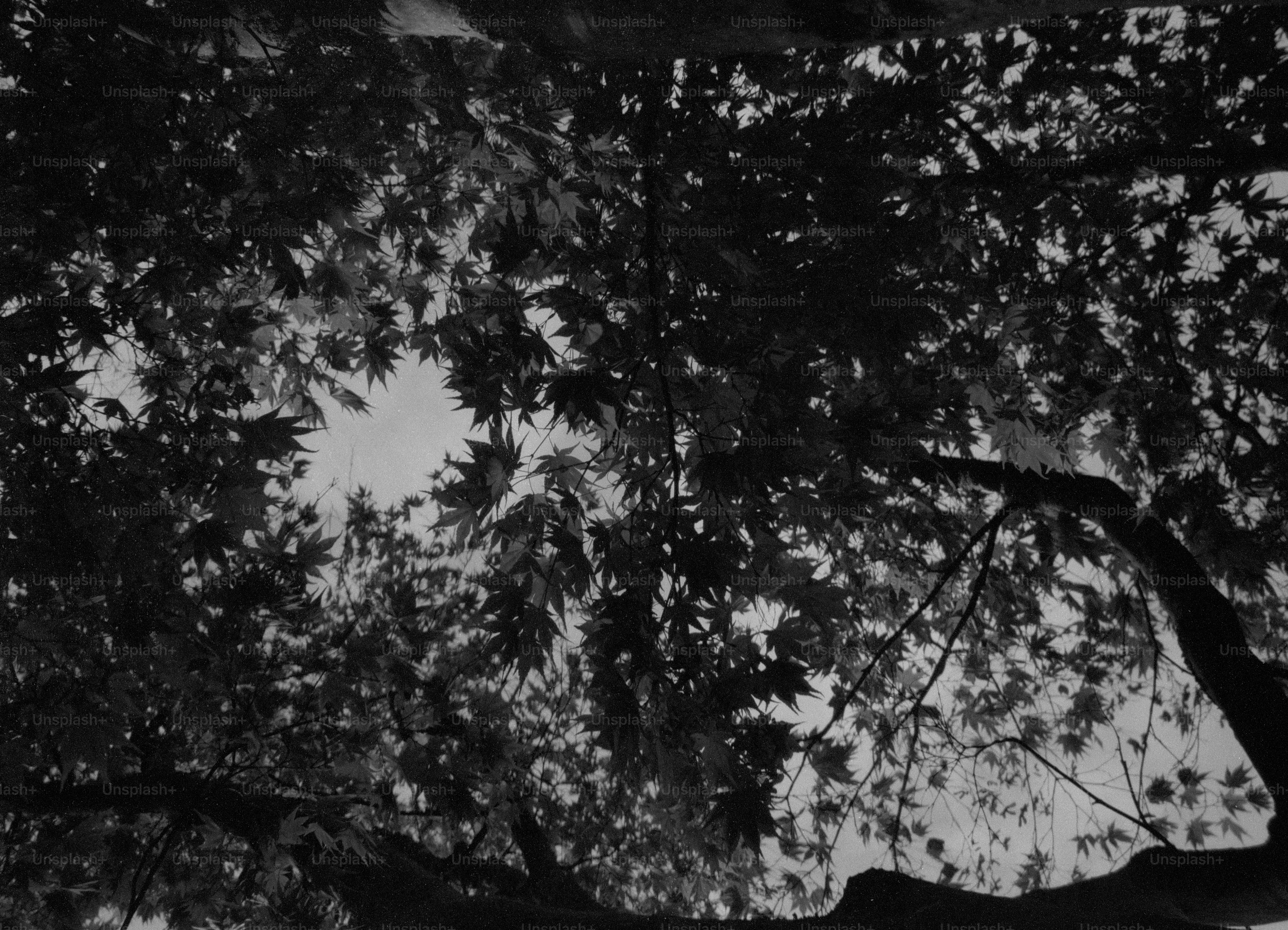 Looking up through leafy tree branches against the sky photo – Film ...