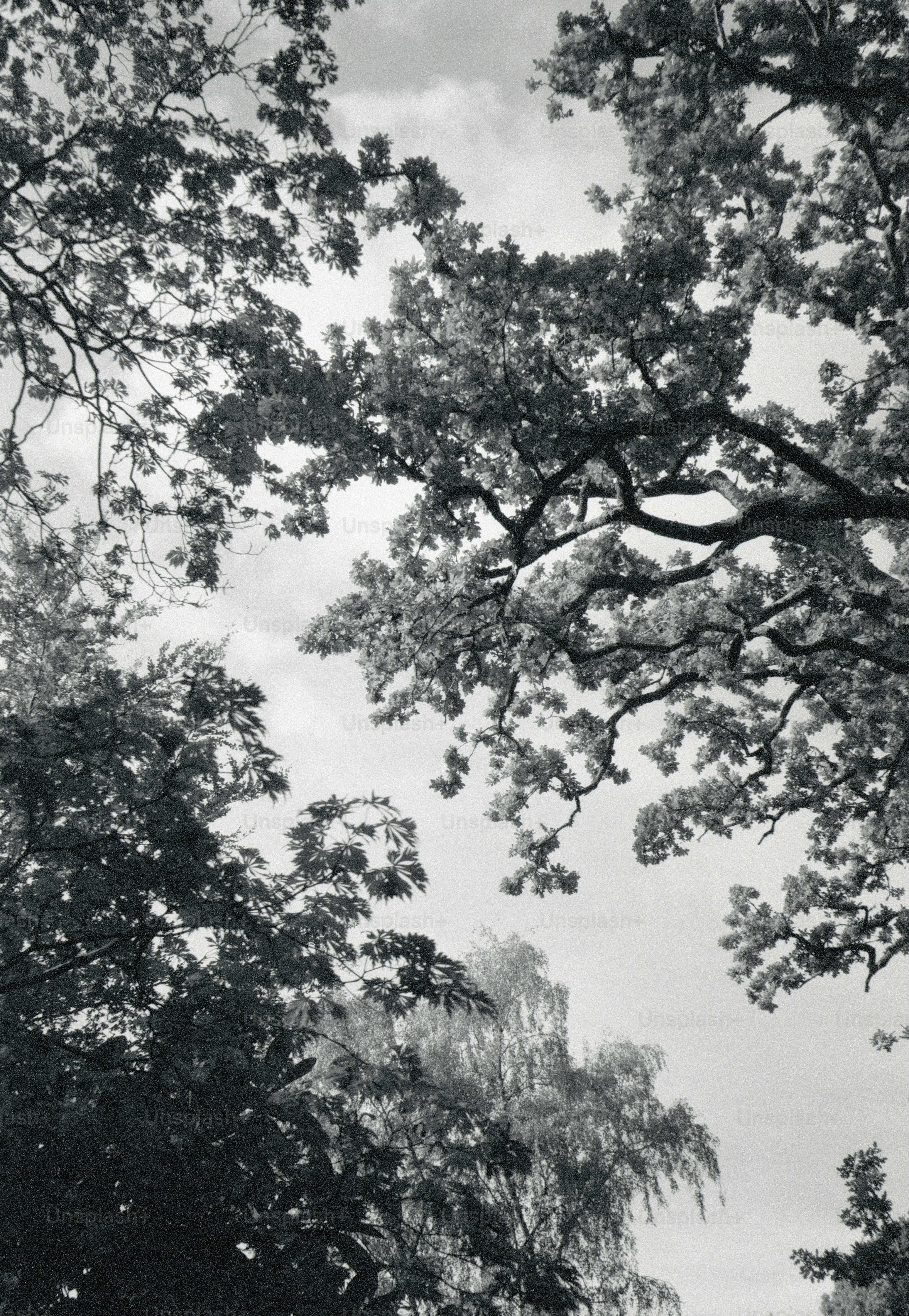 Looking up through leafy tree branches against the sky photo – Film ...