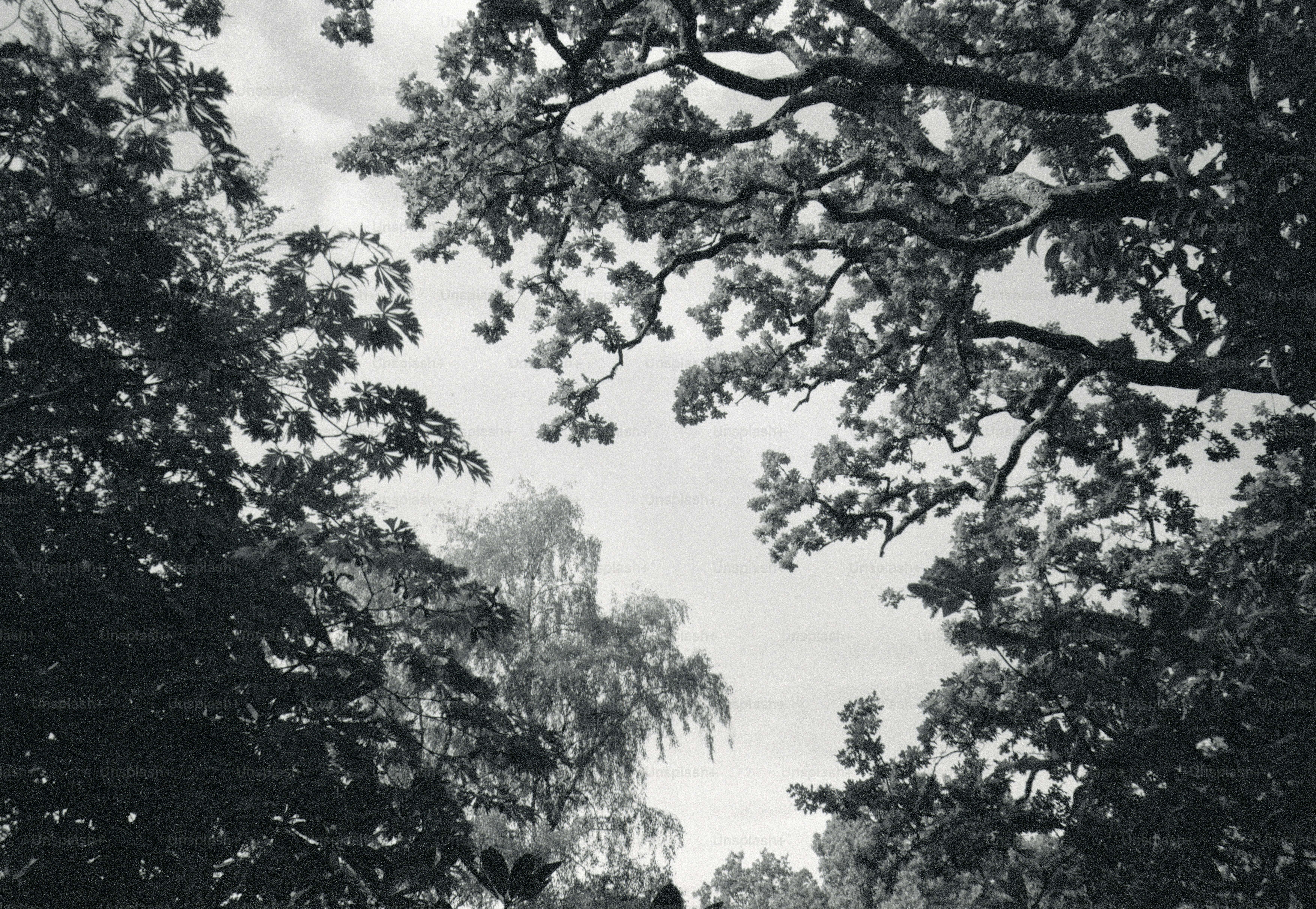 Looking up through leafy tree branches against the sky photo – Film ...