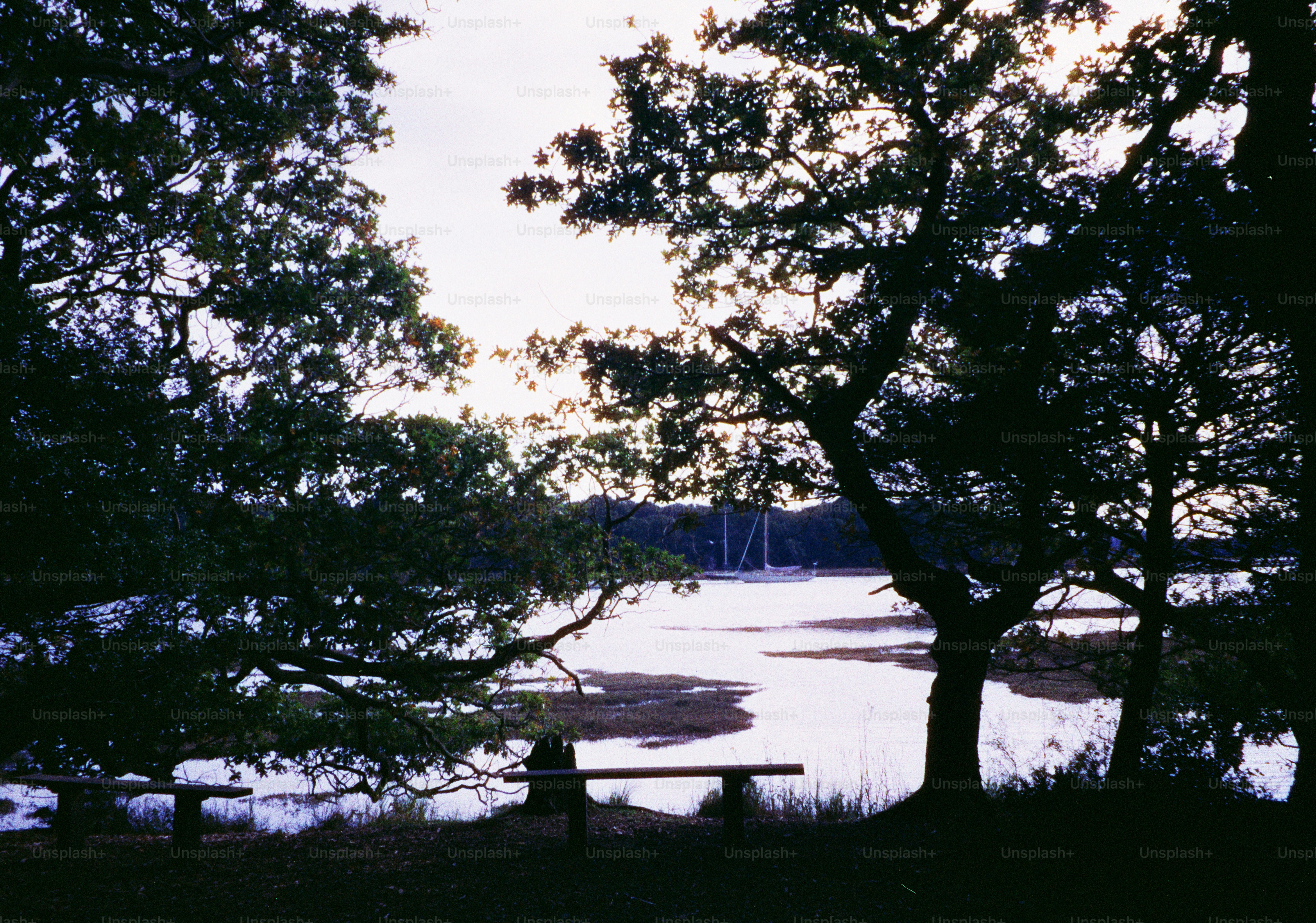 Trees frame a serene lake with distant sailboats. photo – Film ...