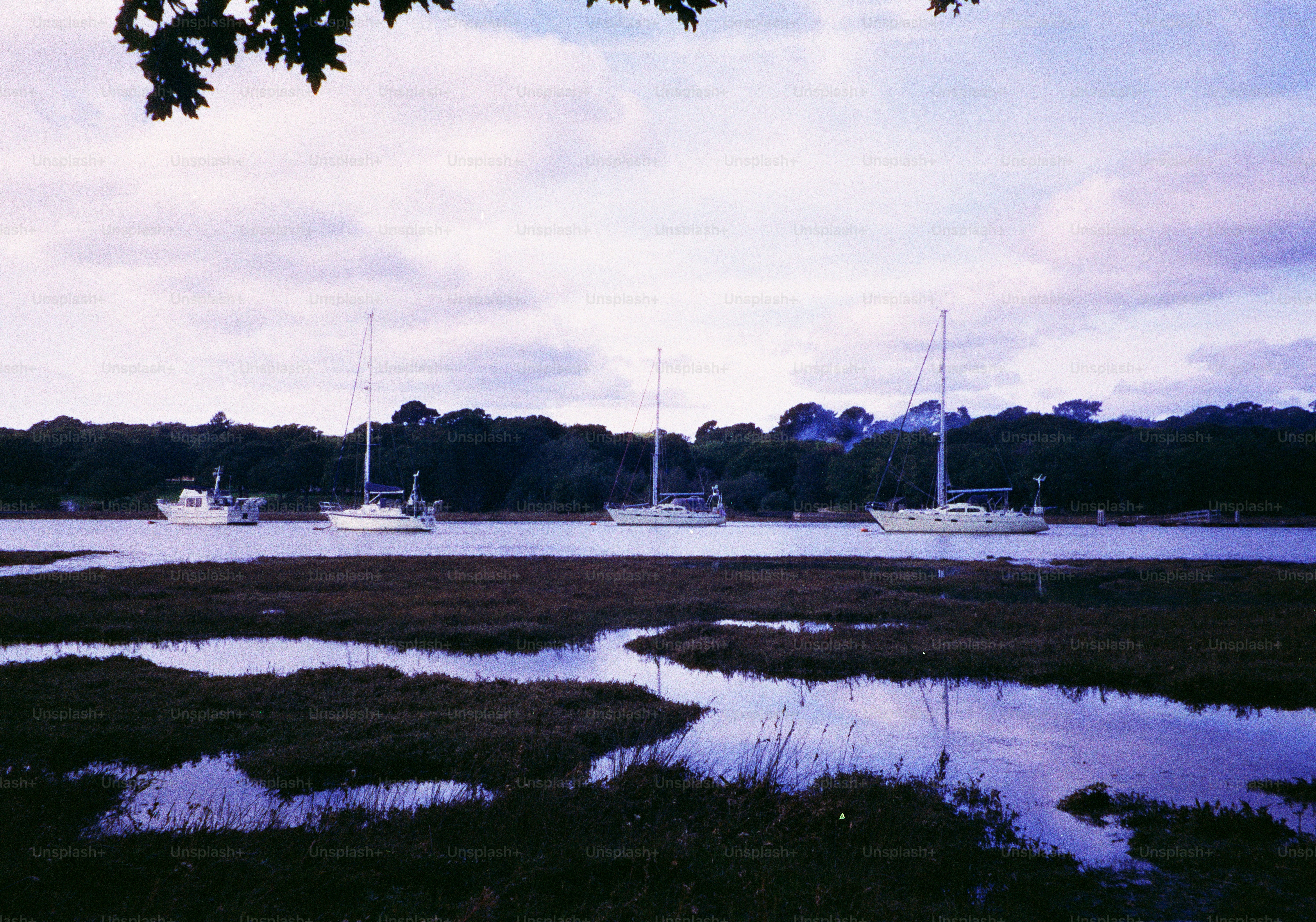 Trees frame a serene lake with distant sailboats. photo – Film ...