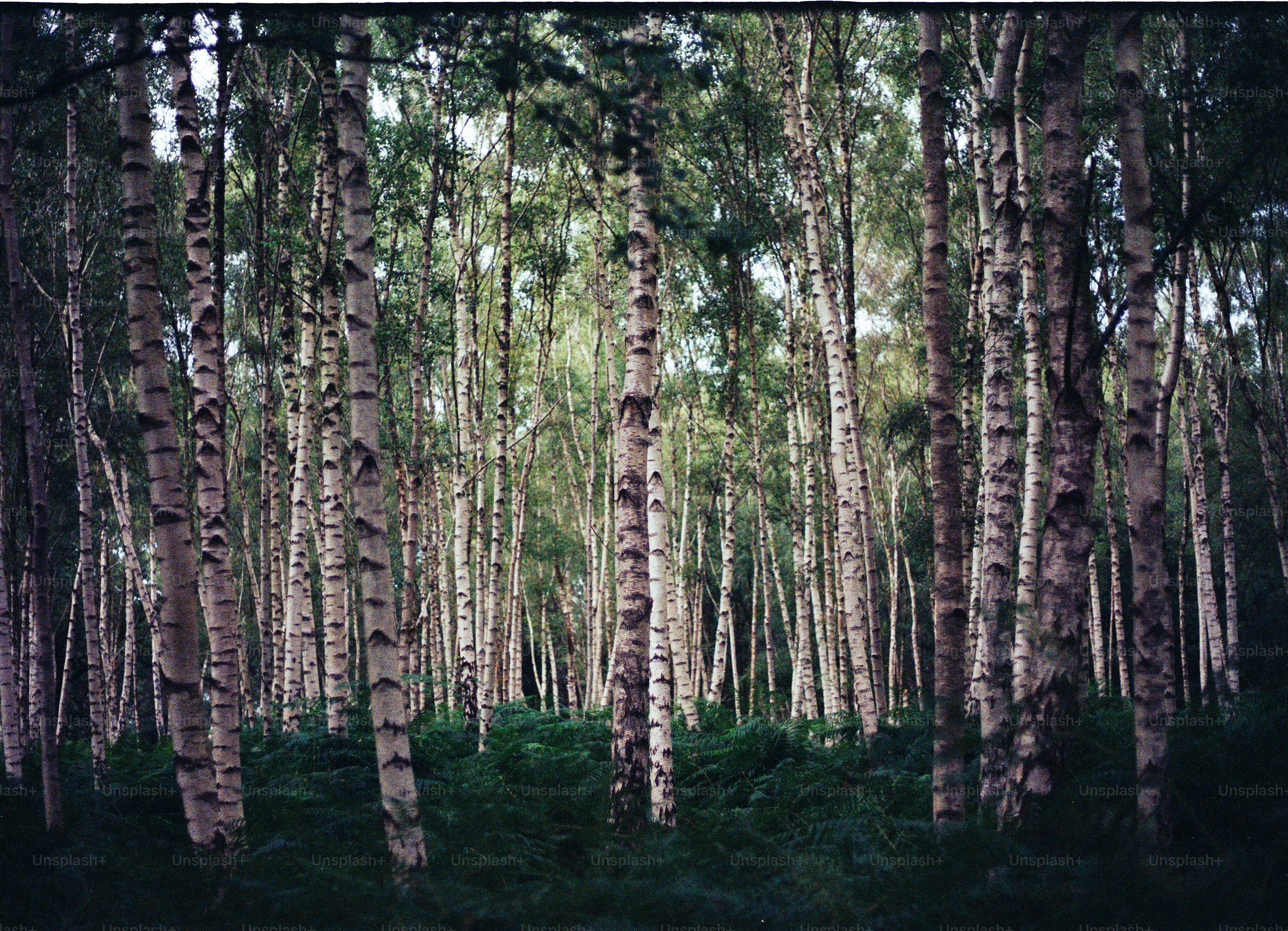 A dense forest of birch trees with lush green undergrowth. photo ...