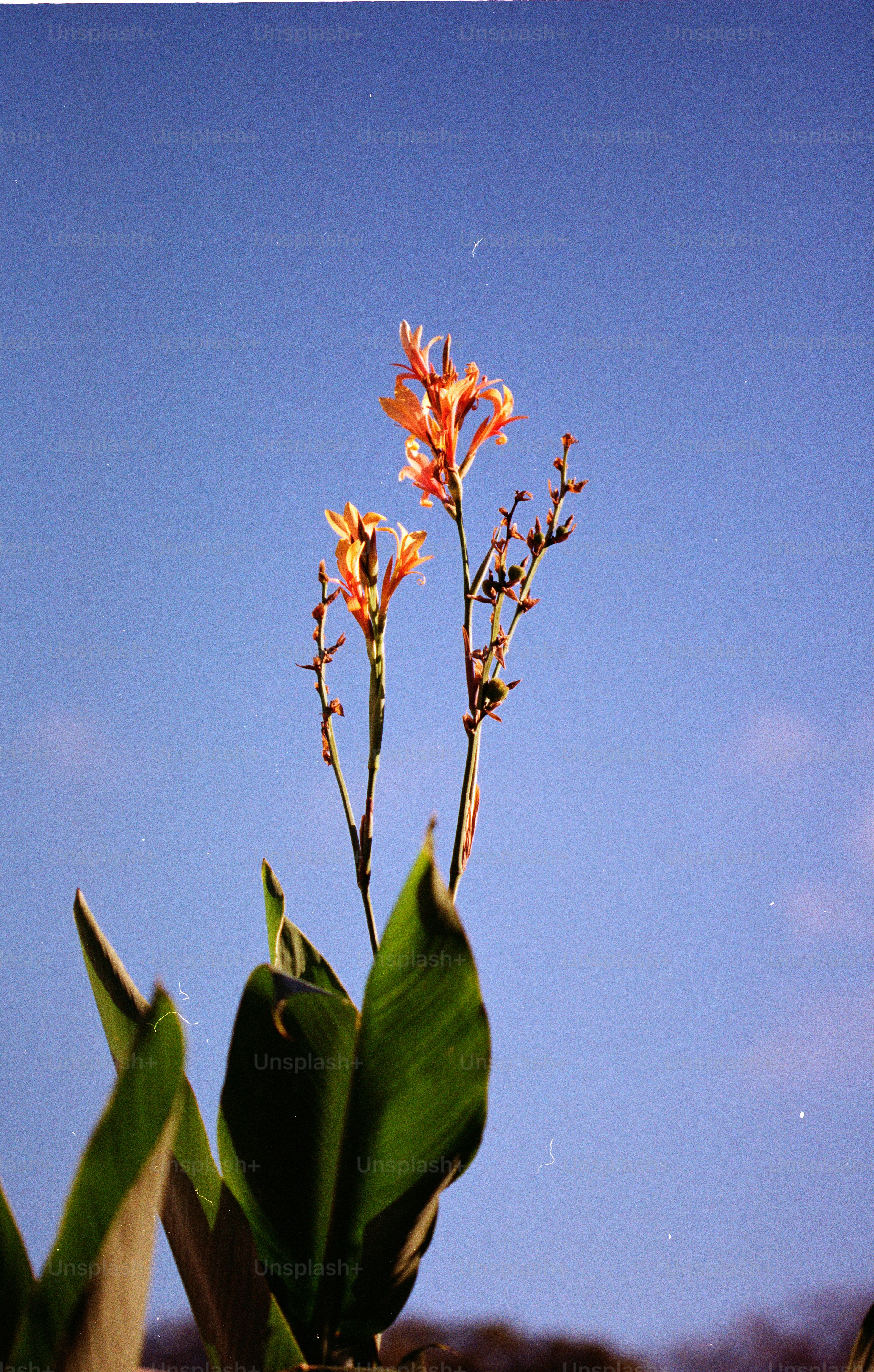 Gambar Flatlay Bunga | Unduh Gambar Gratis di Unsplash