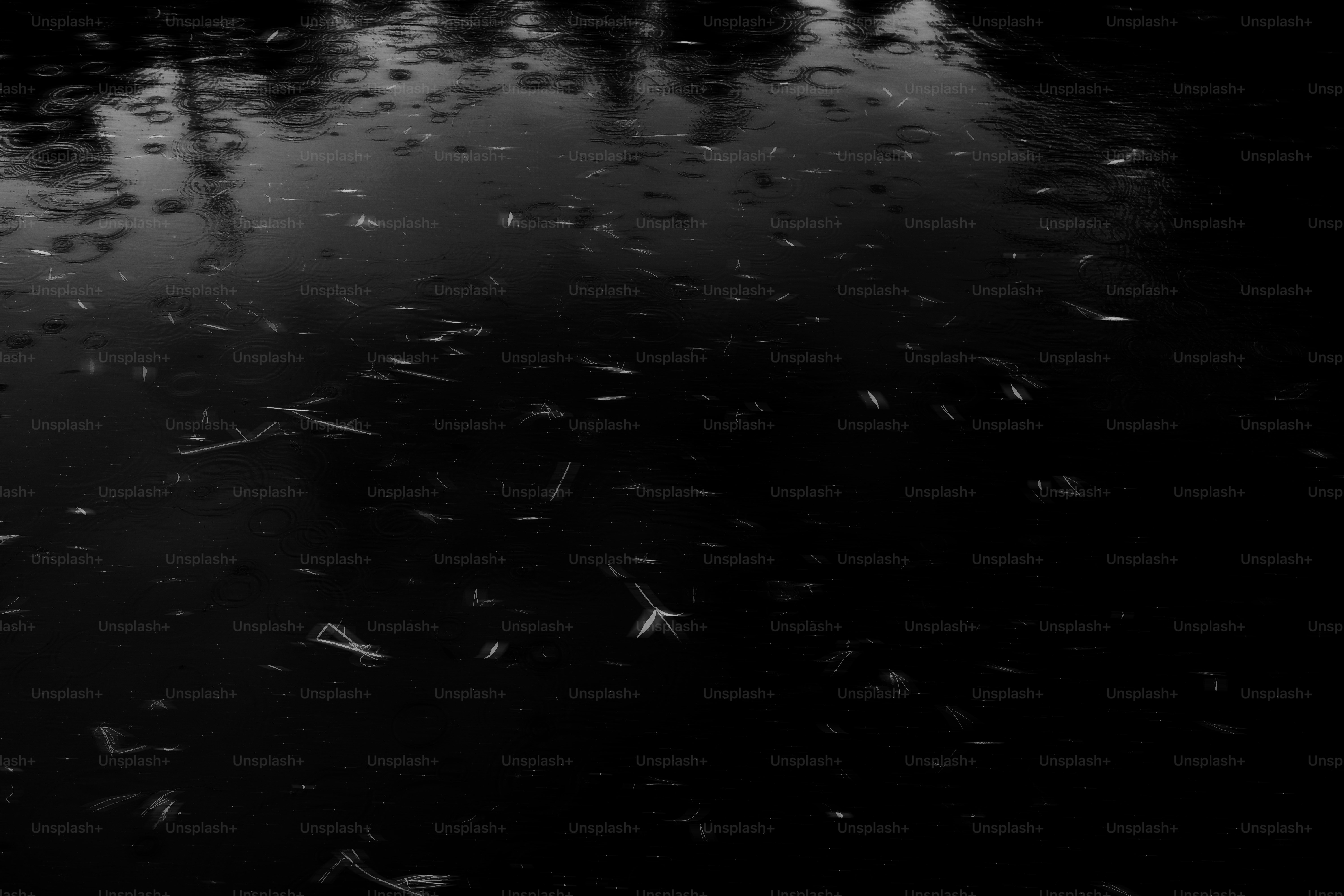 Dark, wet pavement with scattered leaves. photo – Black Image on Unsplash