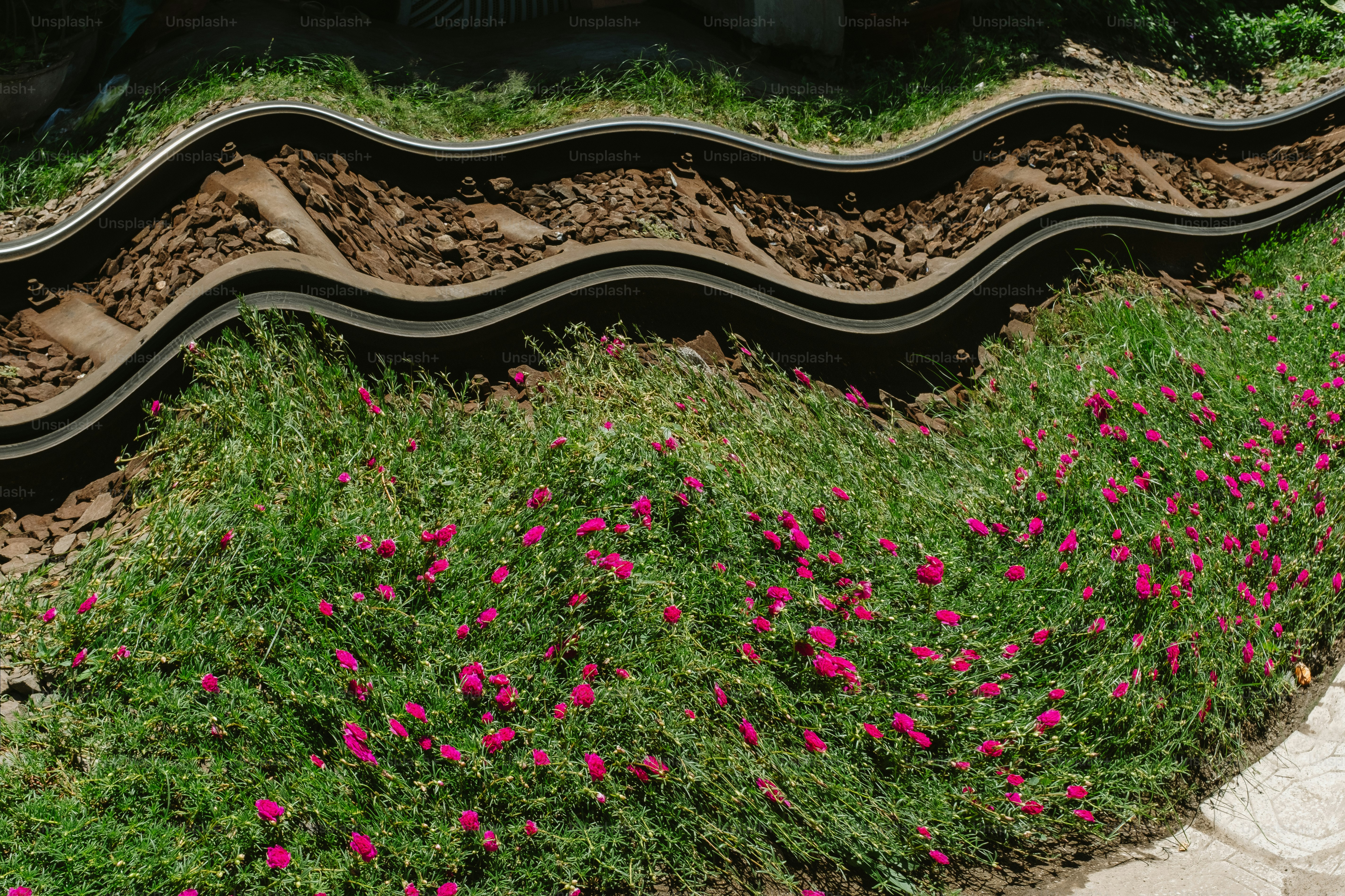 Wavy train tracks curve through green grass and pink flowers photo ...