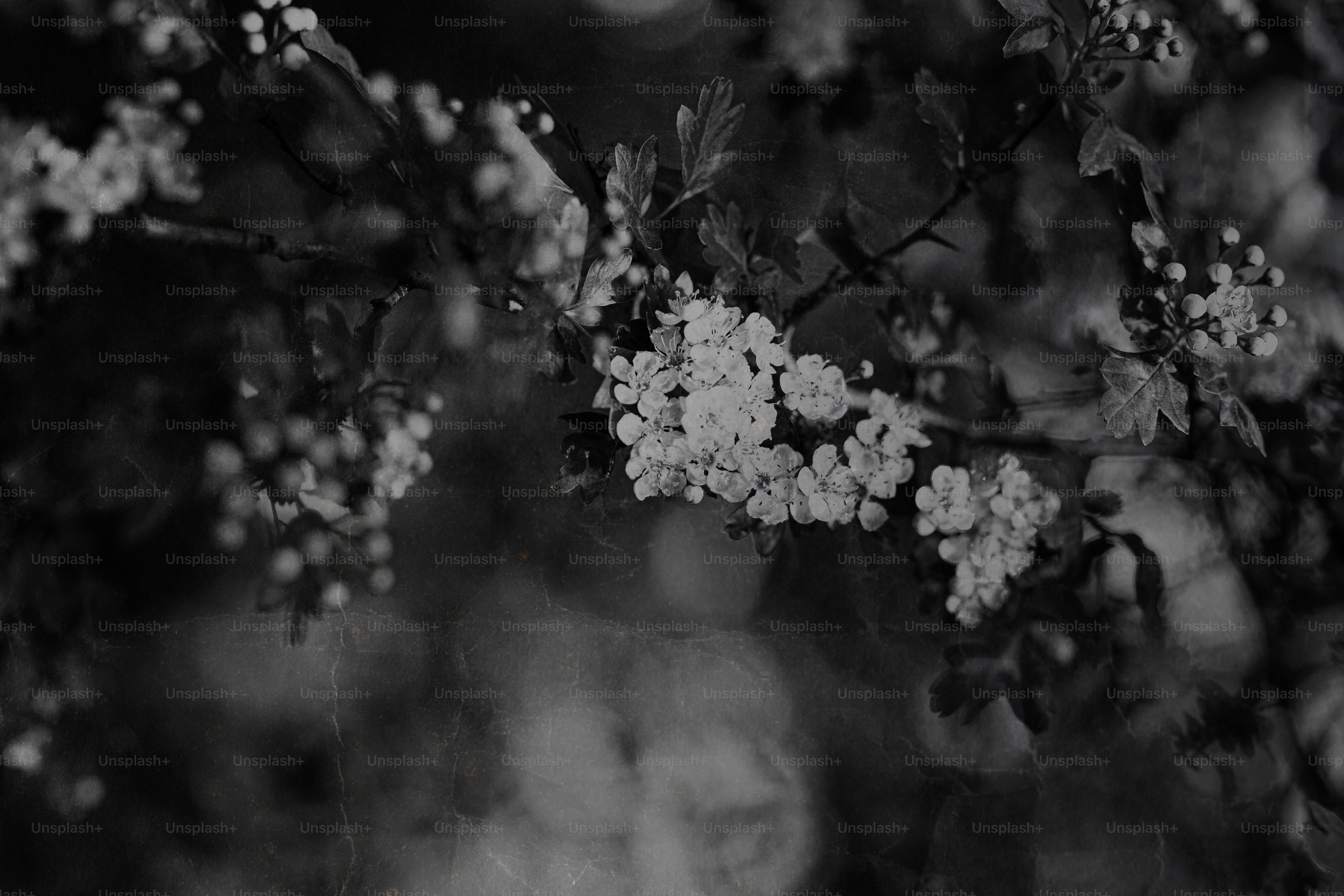Field of small white flowers in black and white. photo – Wallpaper ...