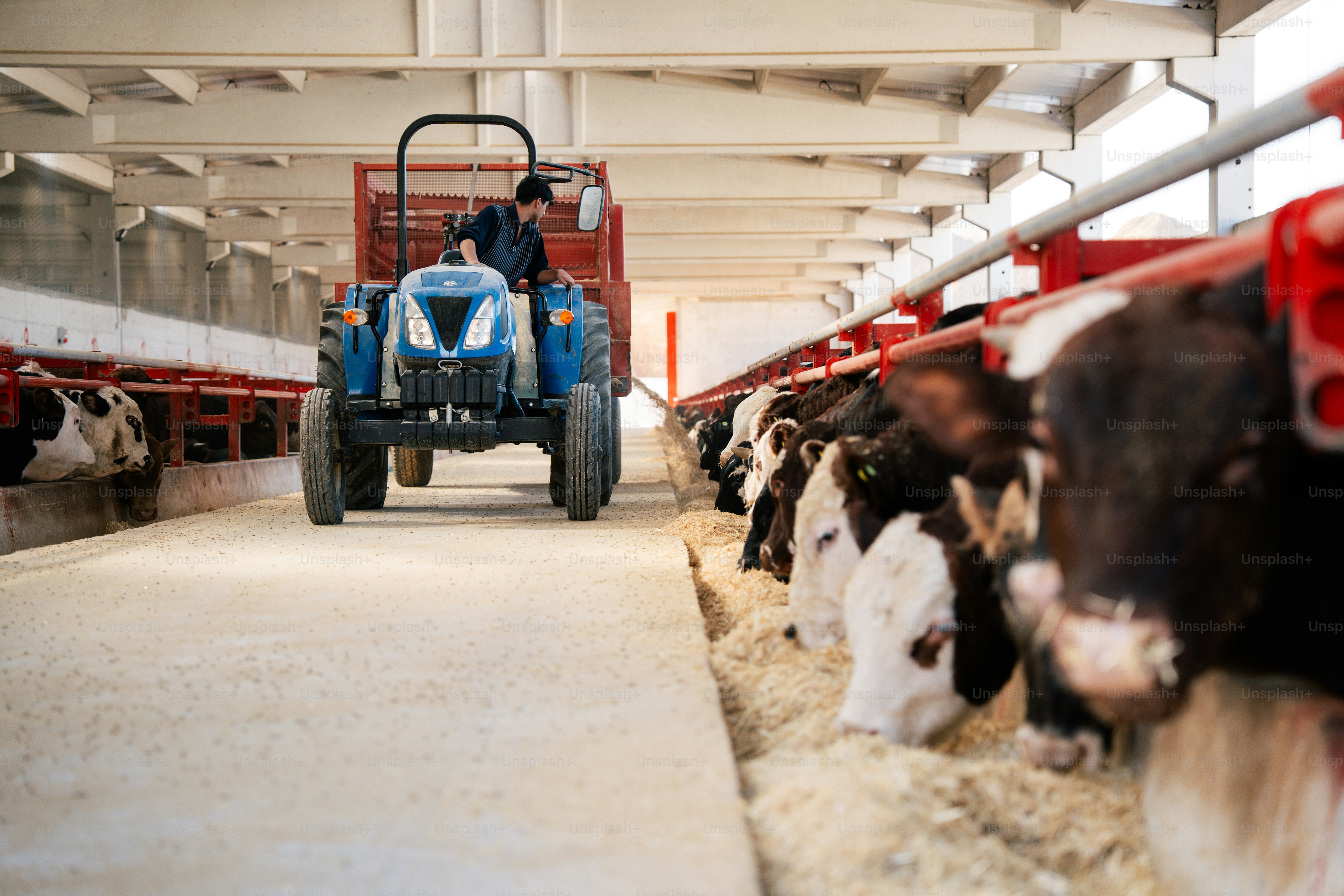 Tractor feeding cows in a barn photo – Technology Image on Unsplash
