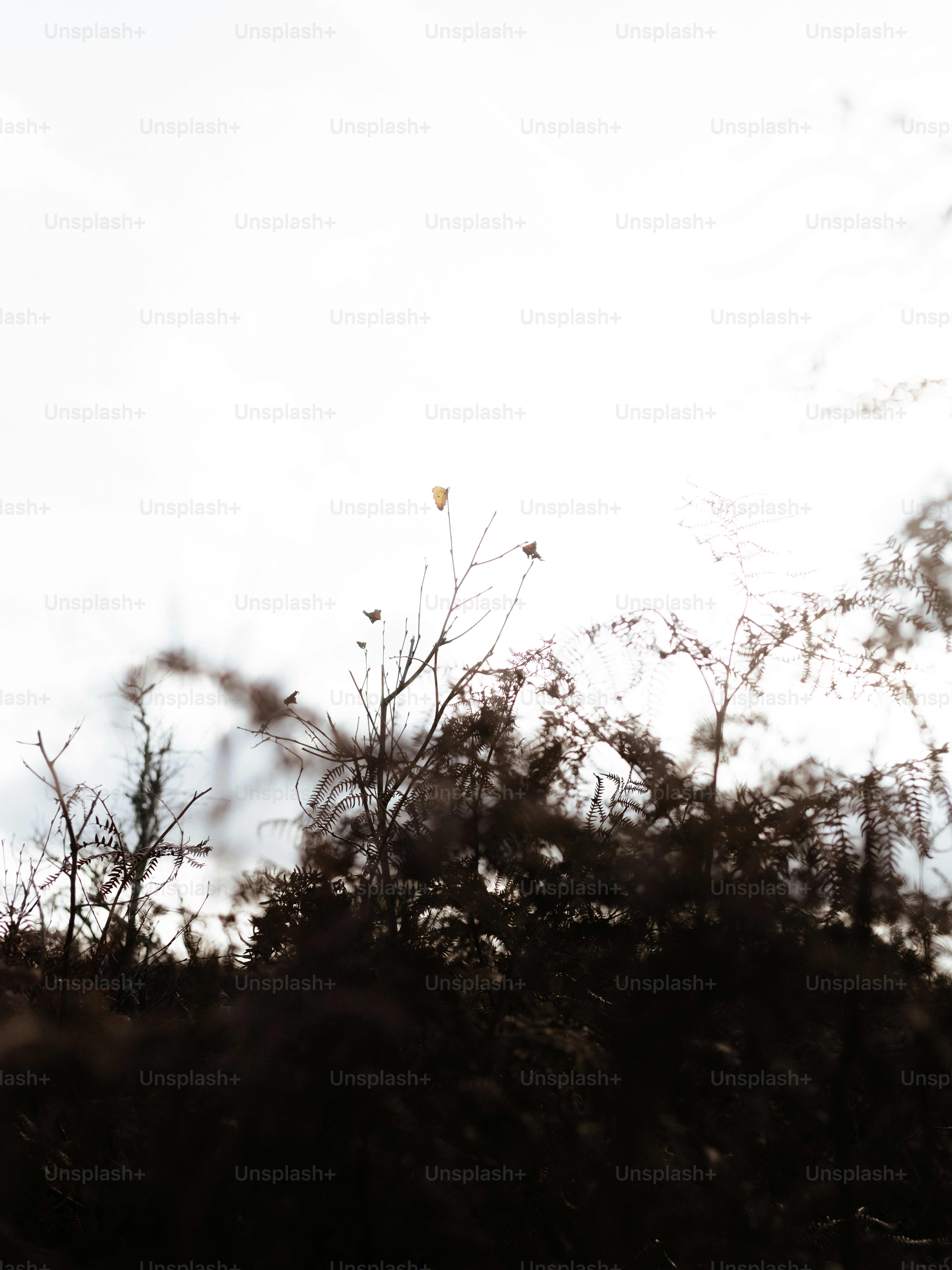 Bare tree branches with yellow buds against sky photo – Autumn Image on ...